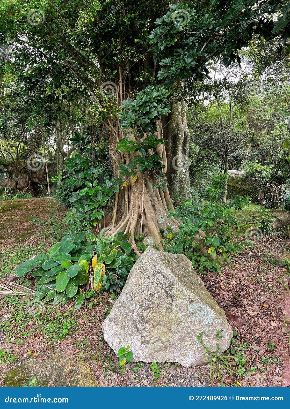 Big Stone in Front of the Tree in the Park Stock Photo - Image of rock ...