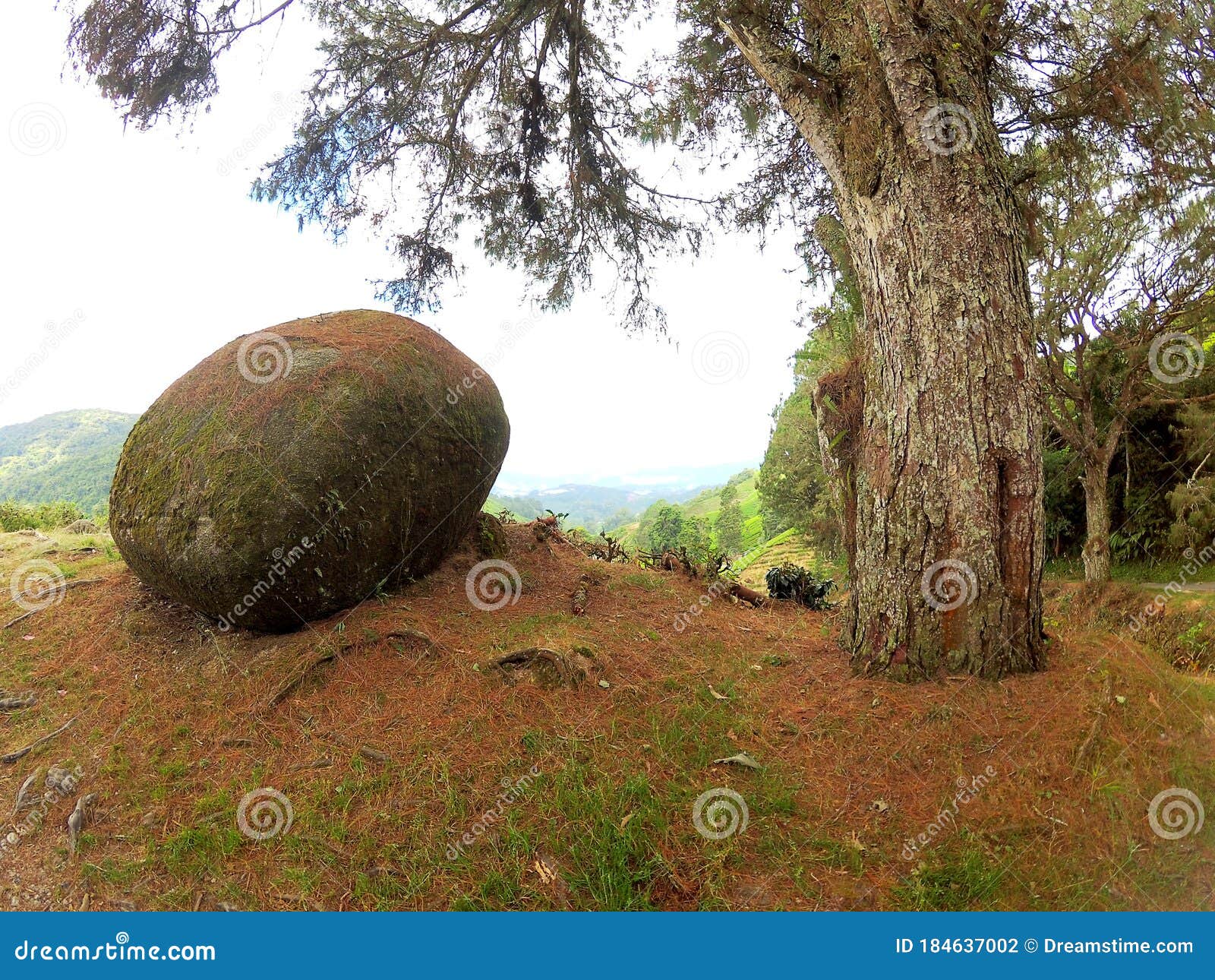 Big Stone and Tree Together on the Mountain Stock Photo - Image of ...