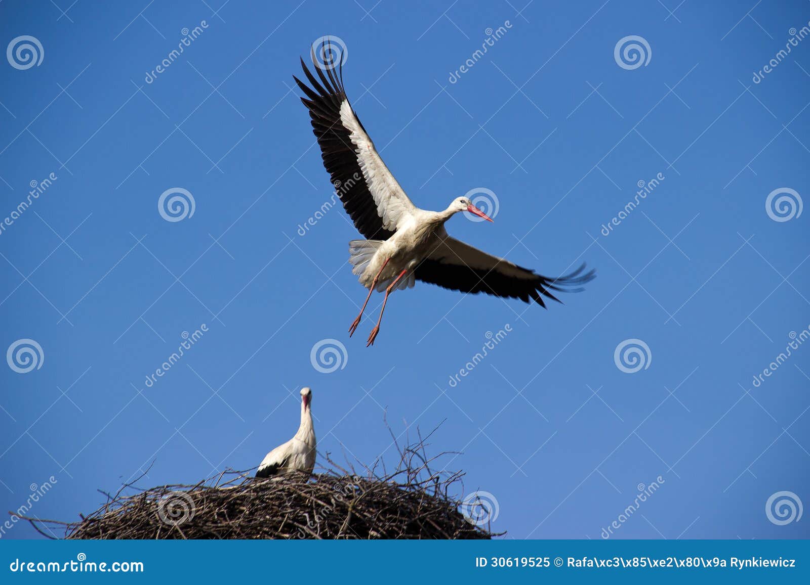 Big stork stock image. Image of high, flight, love, nest - 30619525