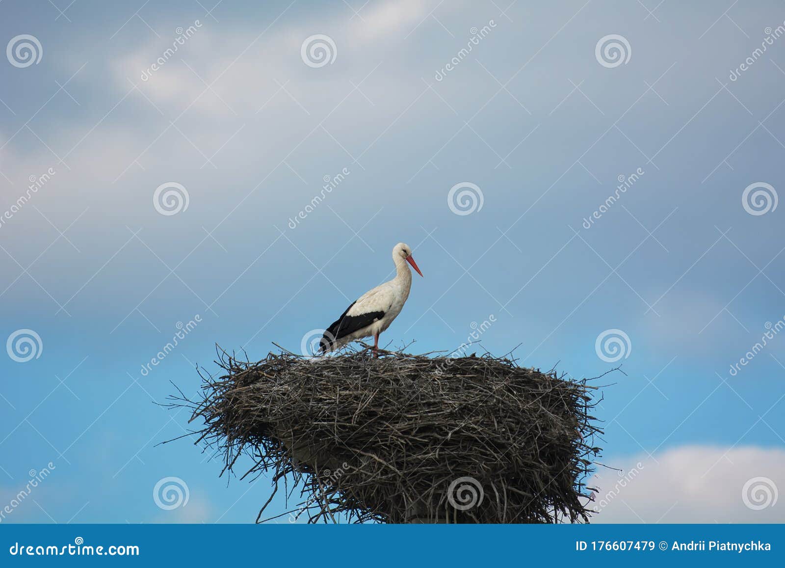 Powerful Stork in All Its Glory Stock Image - Image of storks, powerful ...