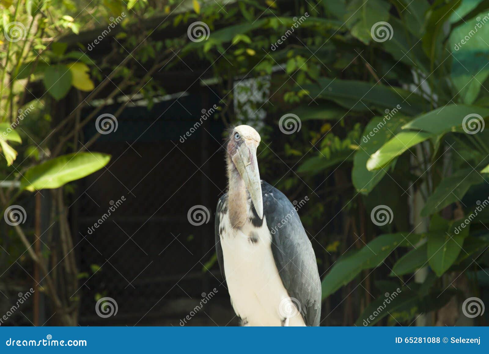 Big strange bird stock photo. Image of endangered, animal - 65281088