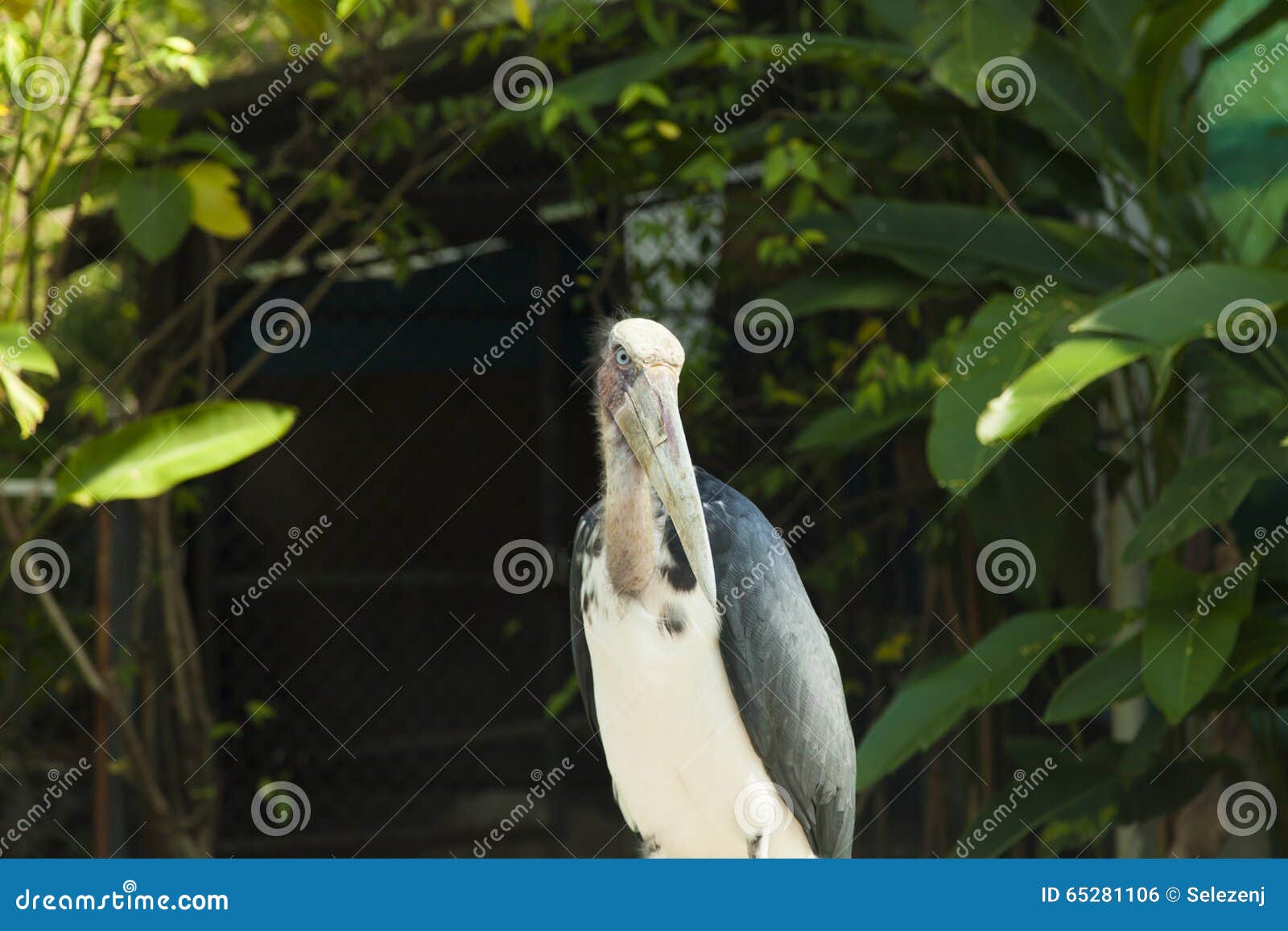 Big strange bird stock photo. Image of florida, goofy - 65281106