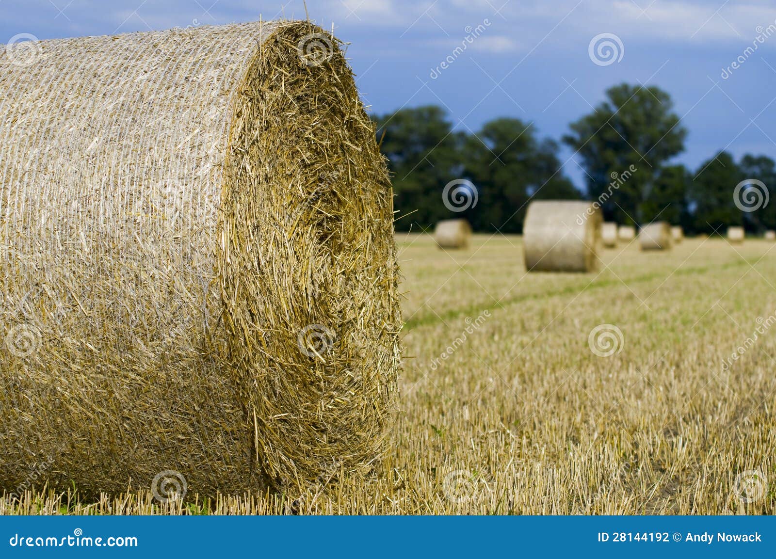 Big straw bale stock photo. Image of straw, strohernte - 28144192