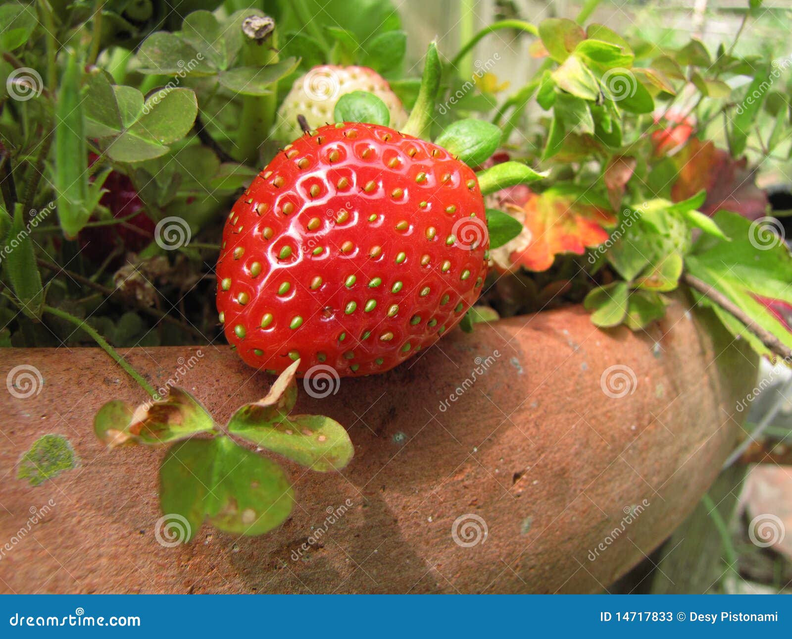 Big strawberry stock image. Image of grow, eating, foods - 14717833