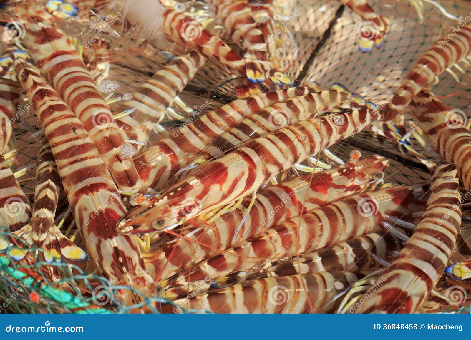 Big stripe prawn stock photo. Image of scales, snorkel - 36848458