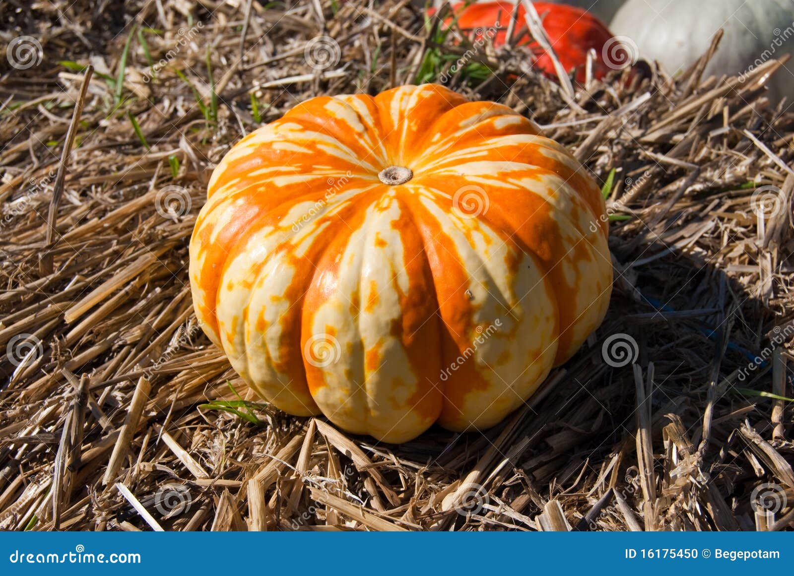Big Striped Pumpkin on the Hay Stock Photo - Image of grass, healthy ...