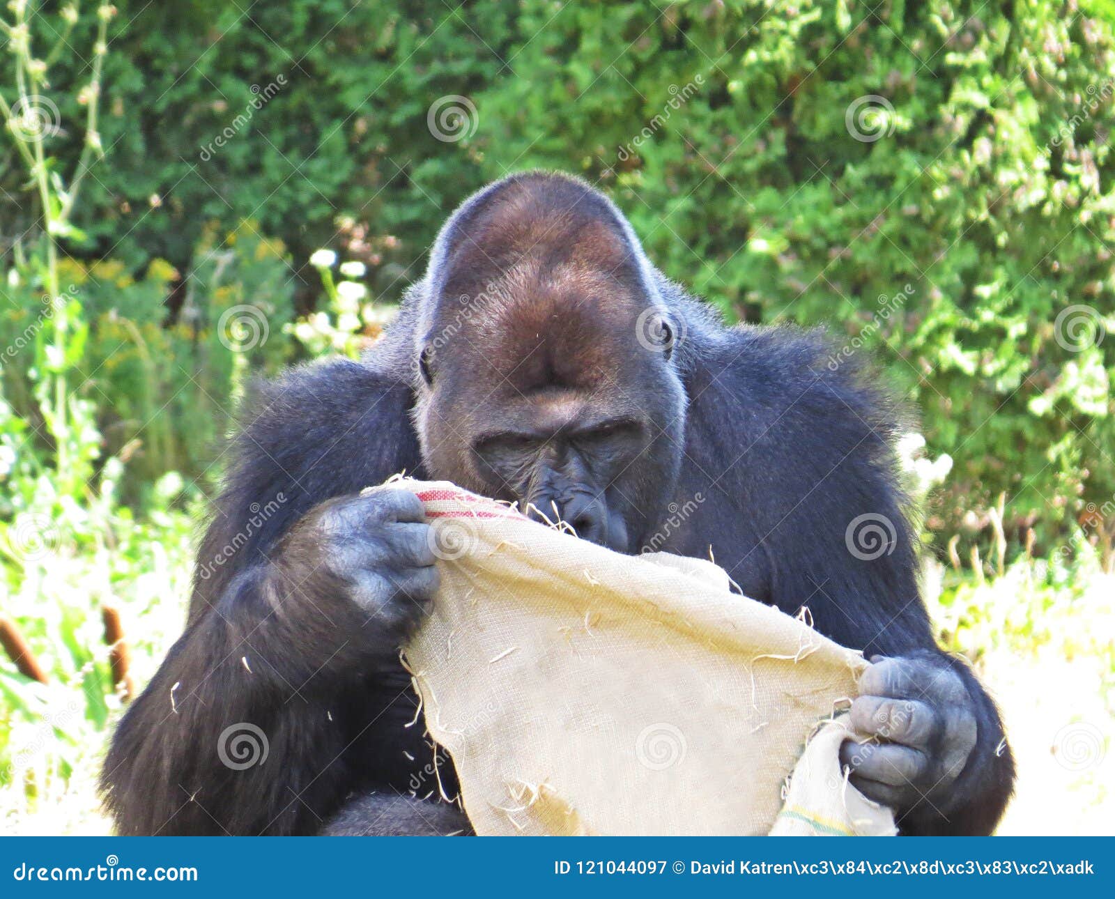 Big Strong Black Monkey Ape Gorilla Playing with Bag Stock Image ...