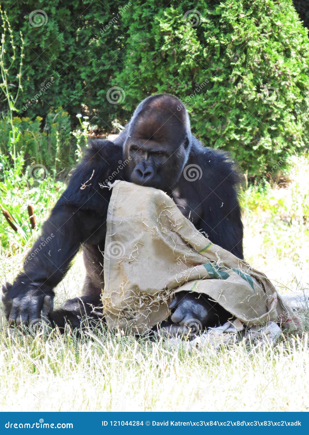 Big Strong Black Monkey Ape Gorilla Playing with Bag Stock Photo ...