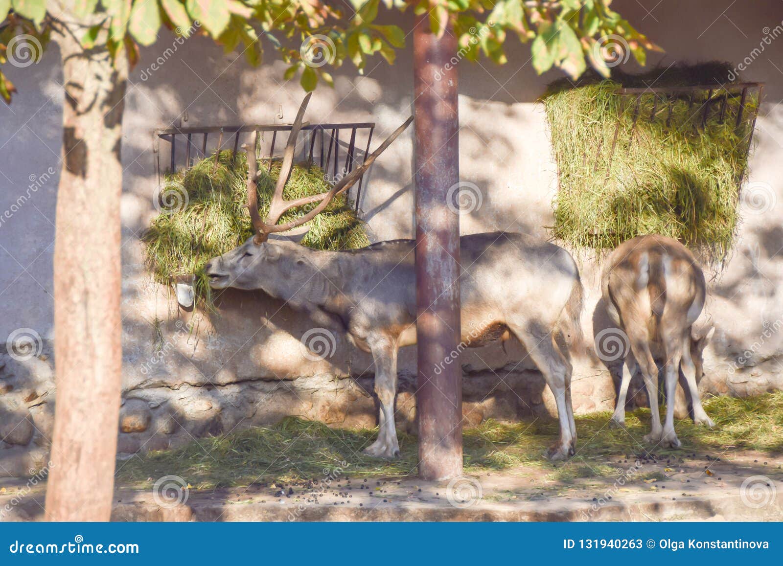 Big Strong Deer with Horns Eats Grass from the Feeders at the Zoo Stock ...
