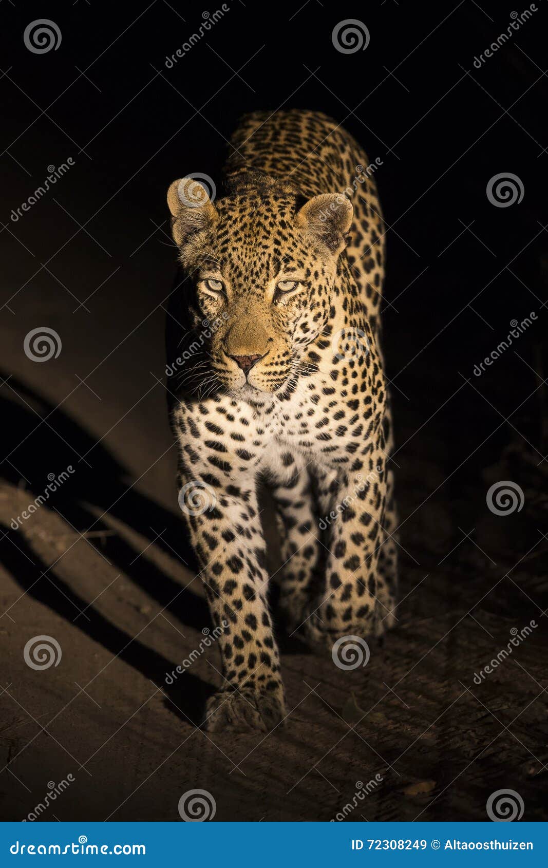 Big Strong Male Leopard Walking in Nature at Night Stock Image - Image ...