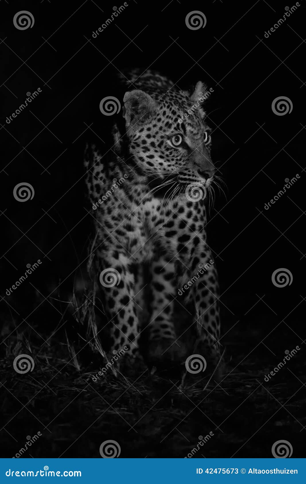 Big Strong Male Leopard Walking Nature at Night in Darkness Artistic ...