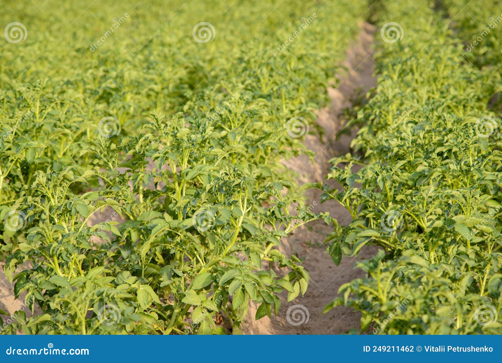 Big Strong Potato Plants in Farm Stock Photo - Image of farming ...