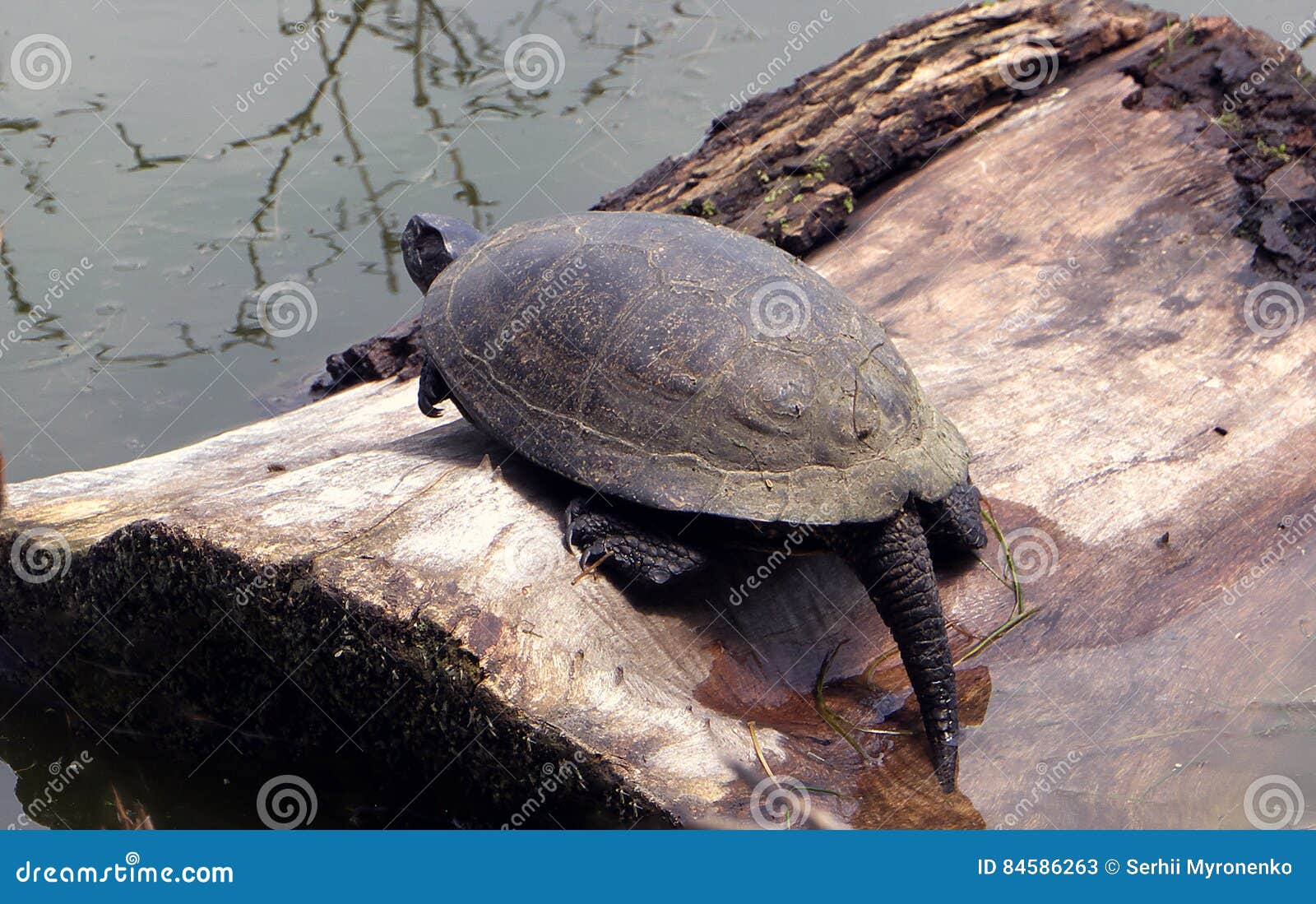 Big Strong Turtle Sleeping at the River on Tree Stock Image - Image of ...