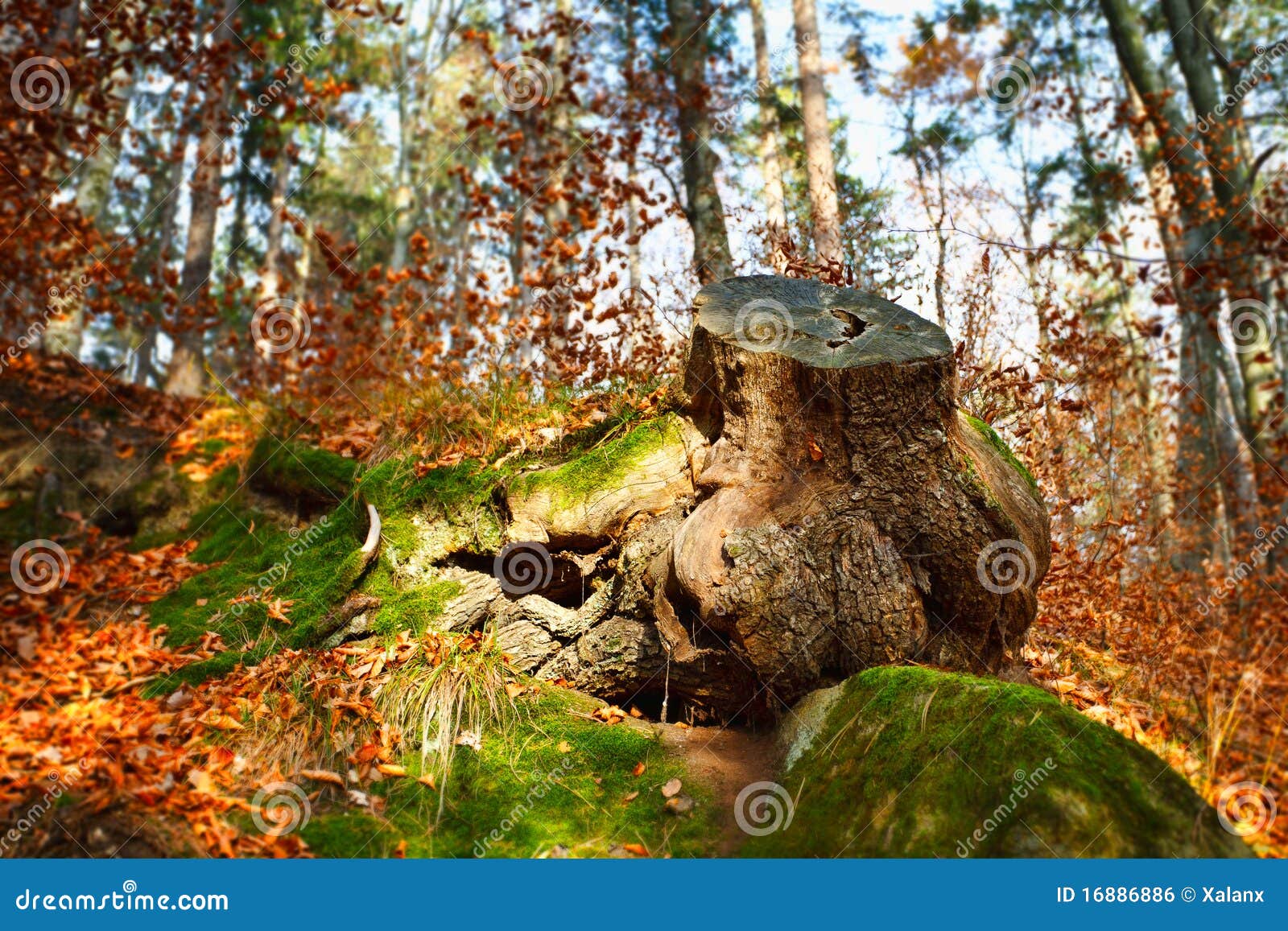 Big stump stock photo. Image of decay, closeup, woods - 16886886