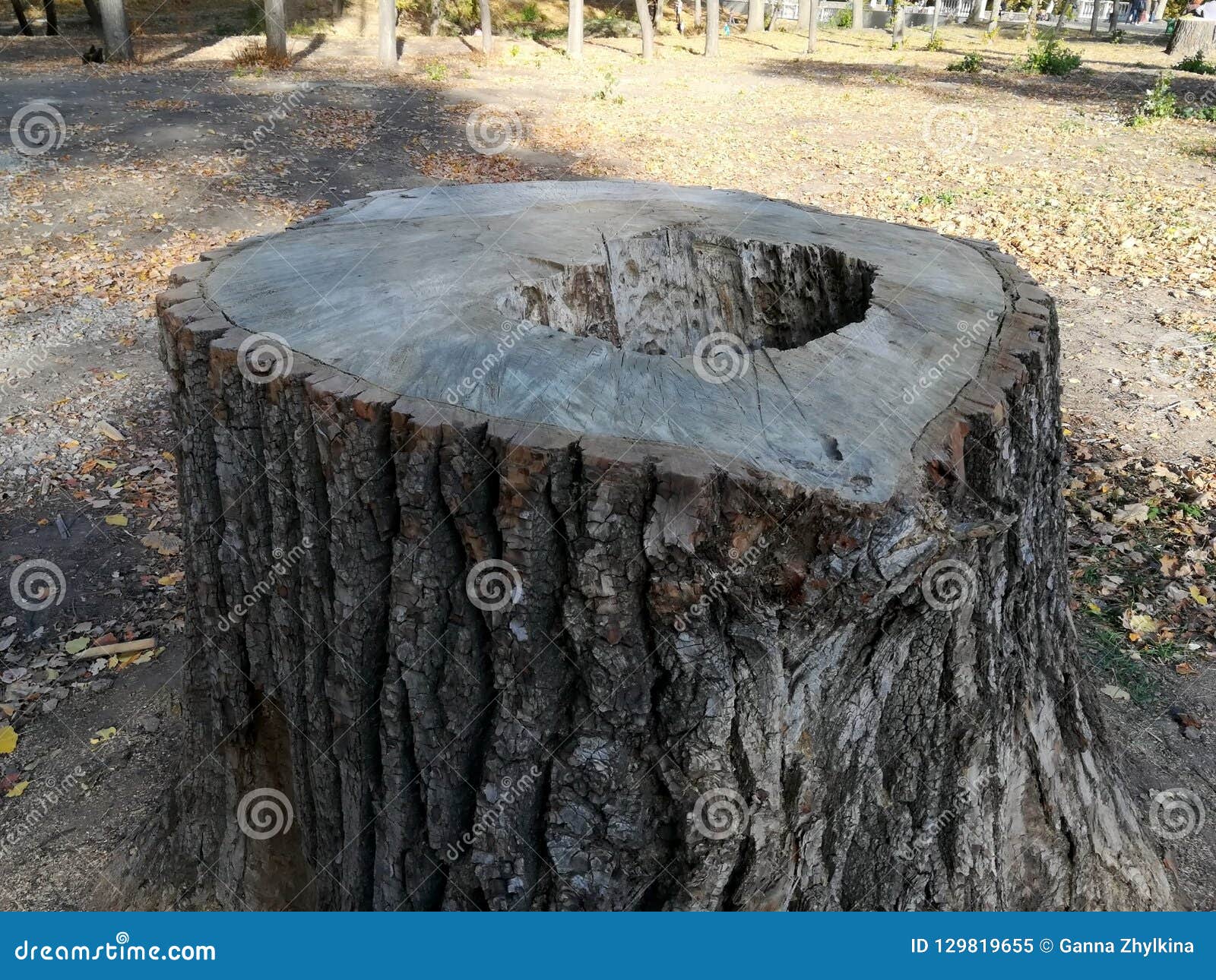 Big stump closeup stock image. Image of abstract, stump - 129819655