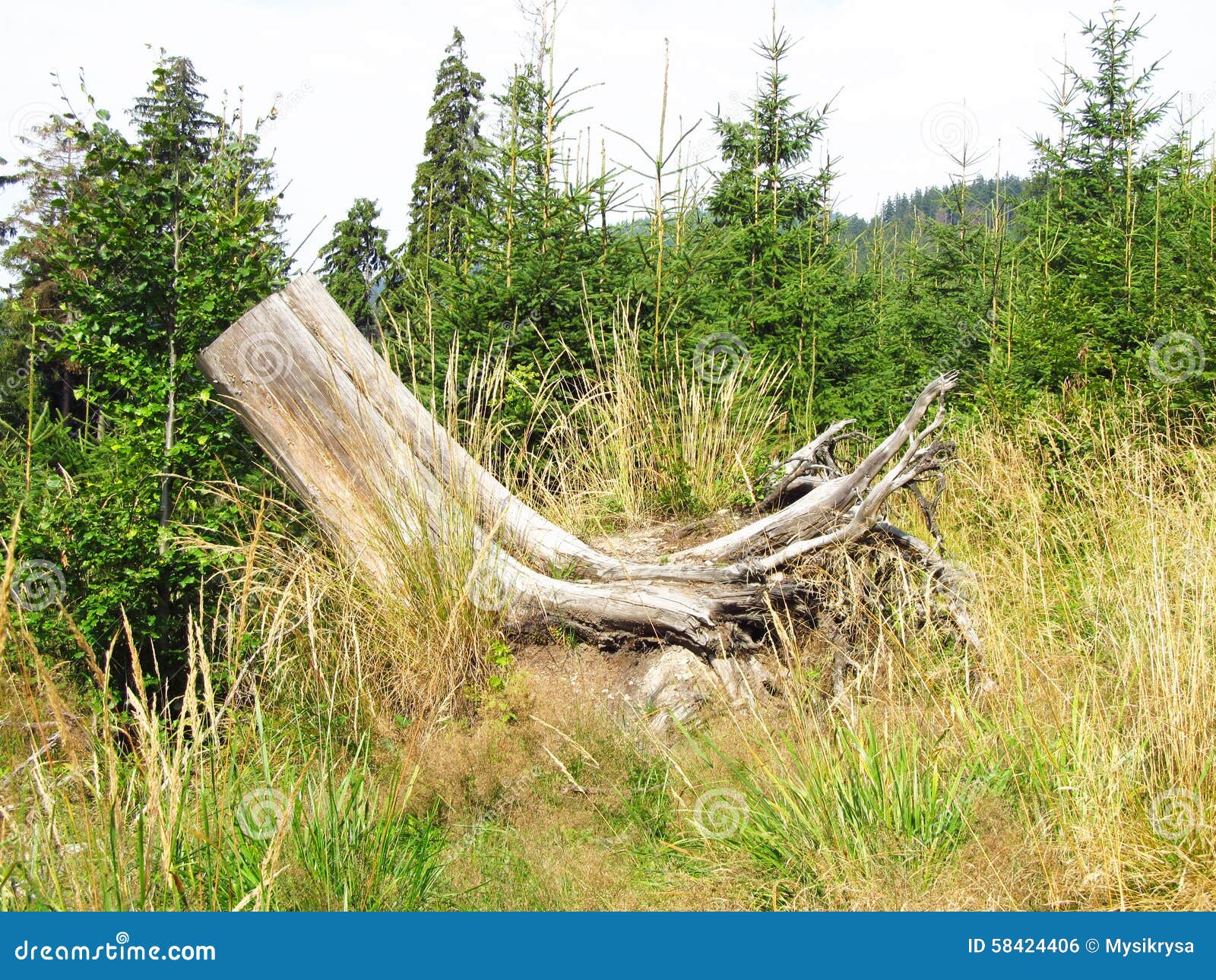 Big stump stock photo. Image of outdoor, spruce, silviculture - 58424406