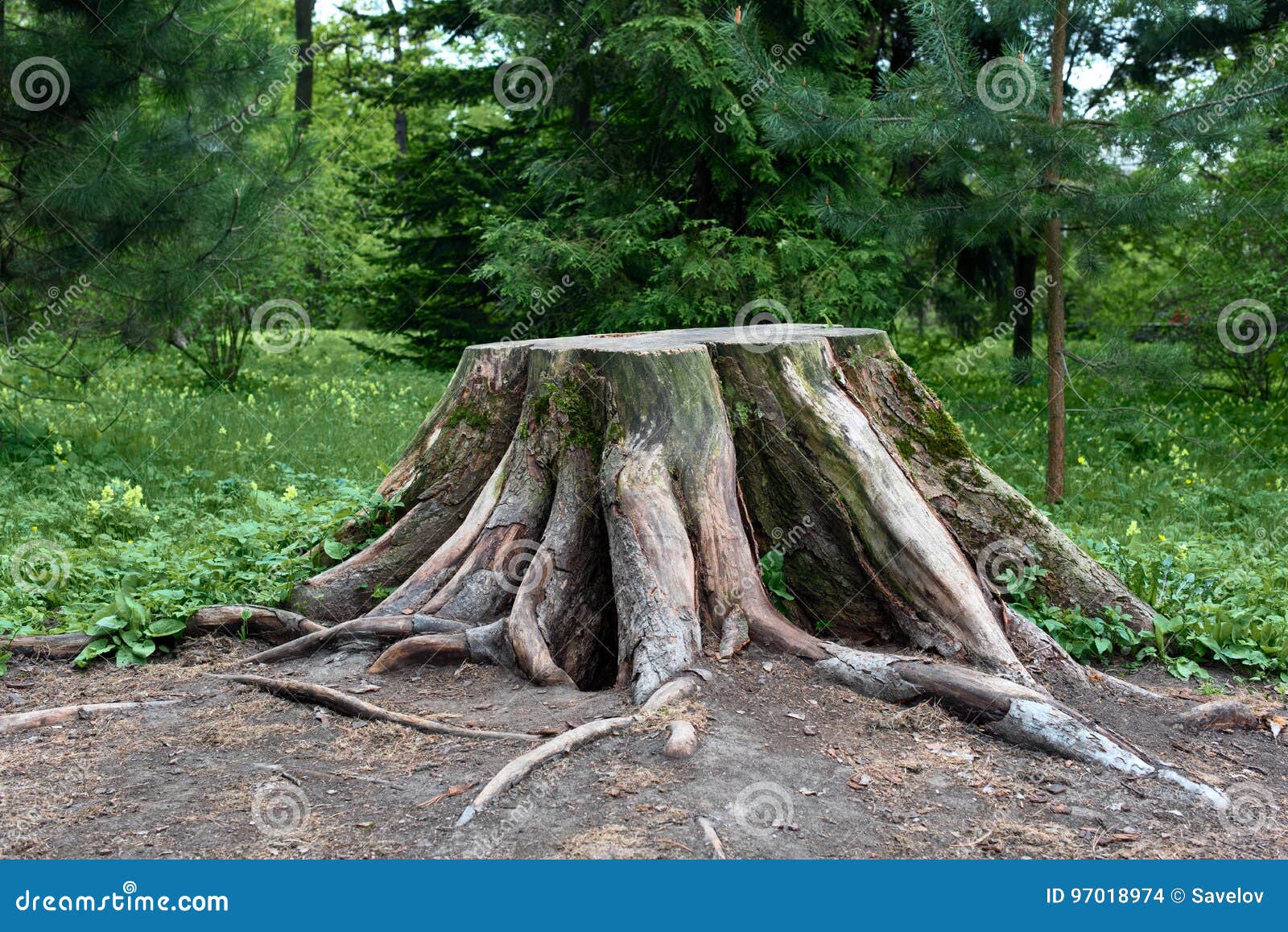 A big stump stock photo. Image of brown, logging, plant - 97018974