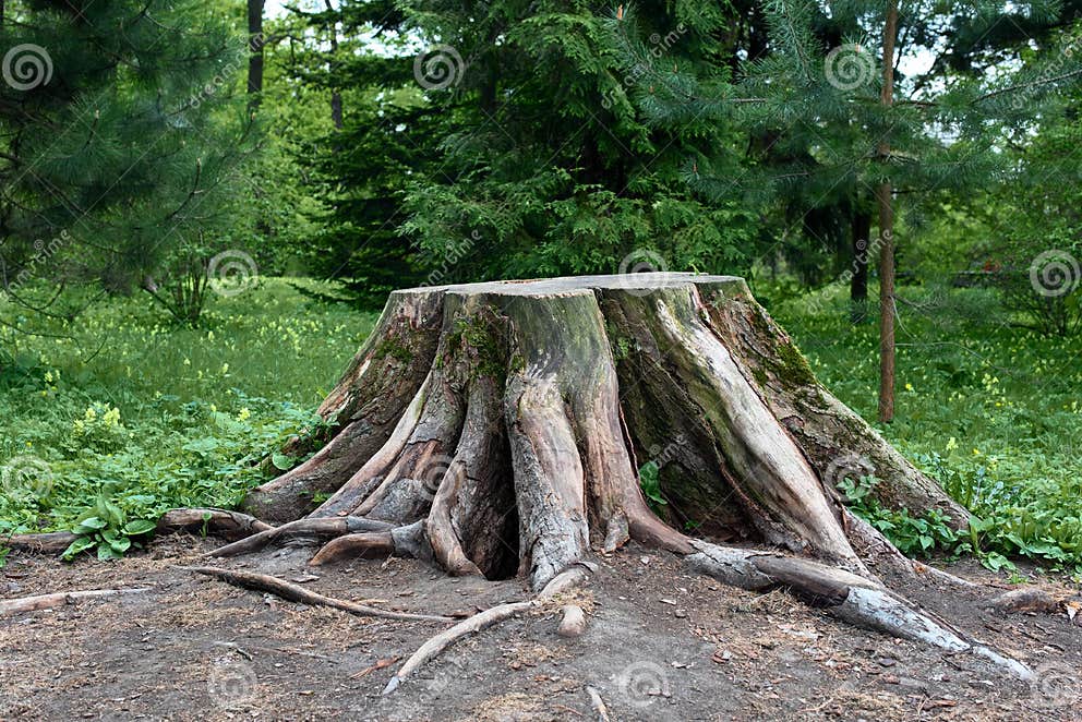 A big stump stock photo. Image of brown, logging, plant - 97018974