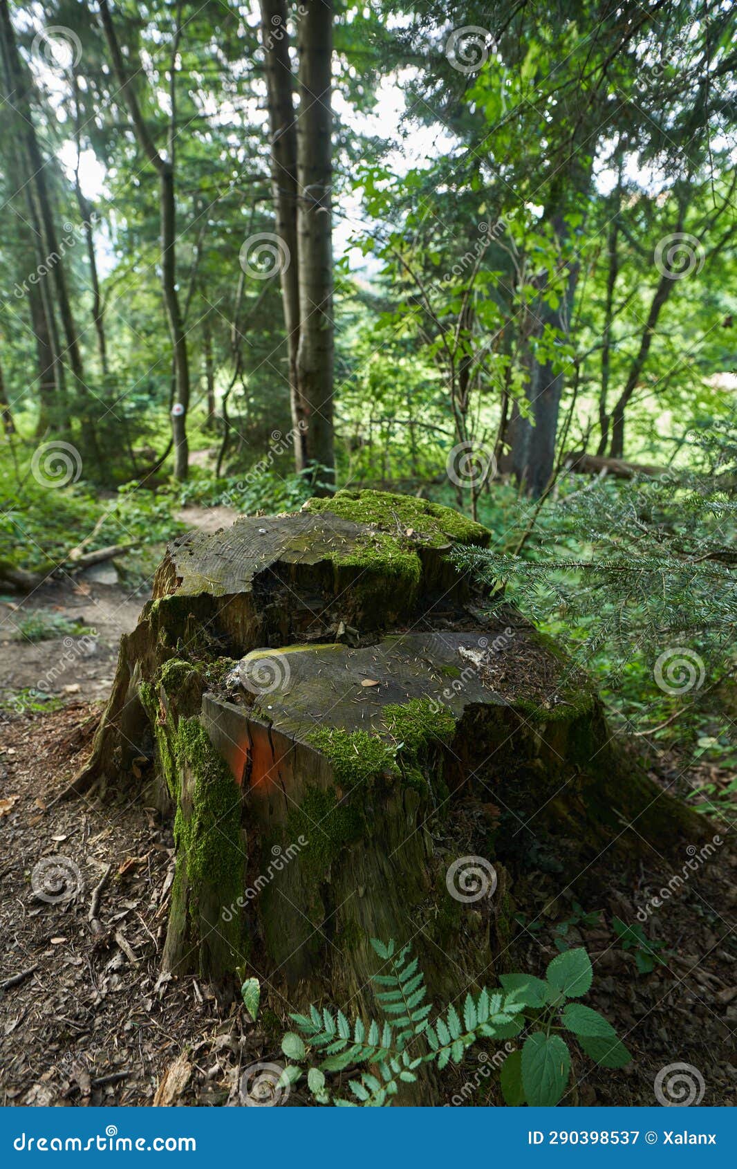 Big stump in the forest stock image. Image of nature - 290398537