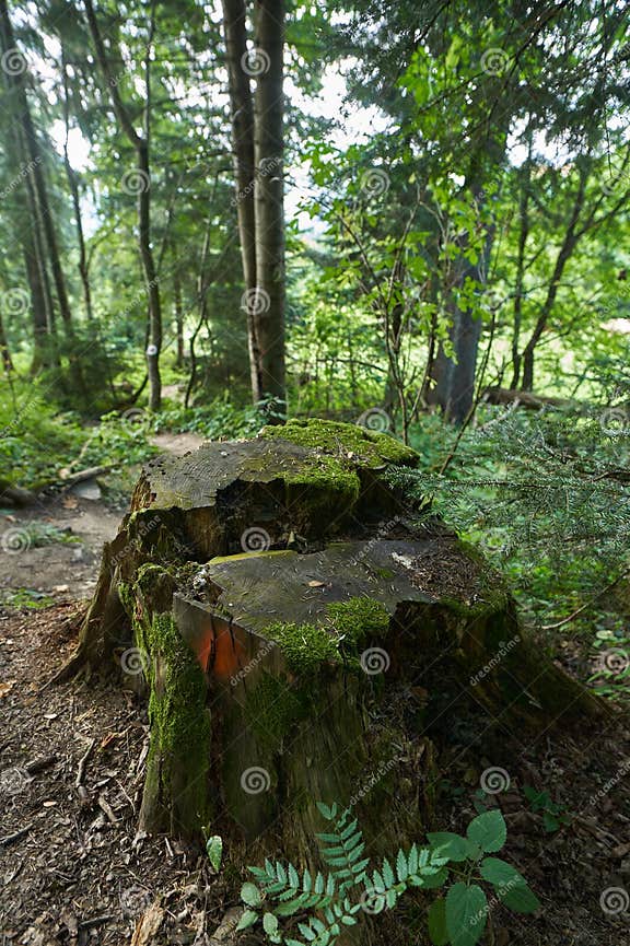 Big stump in the forest stock image. Image of nature - 290398537