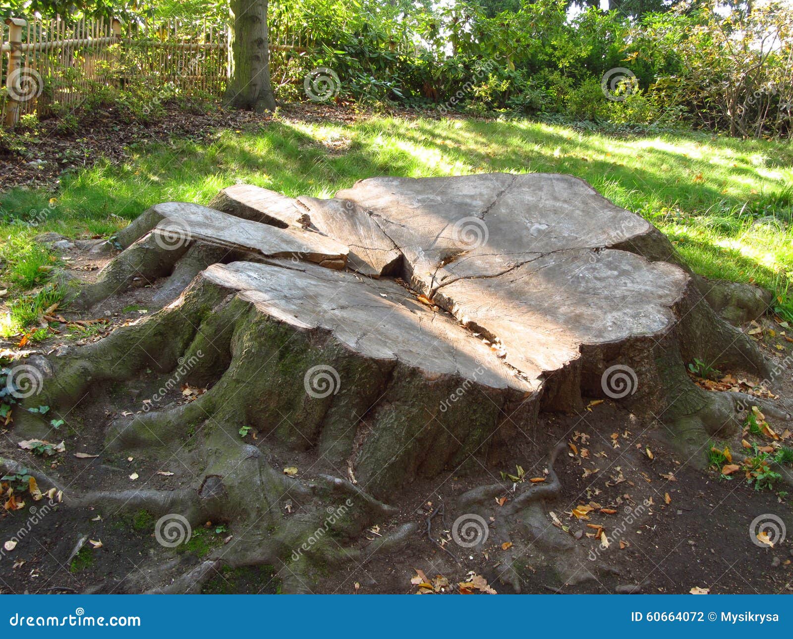 Big stump stock photo. Image of forestry, stump, silviculture - 60664072