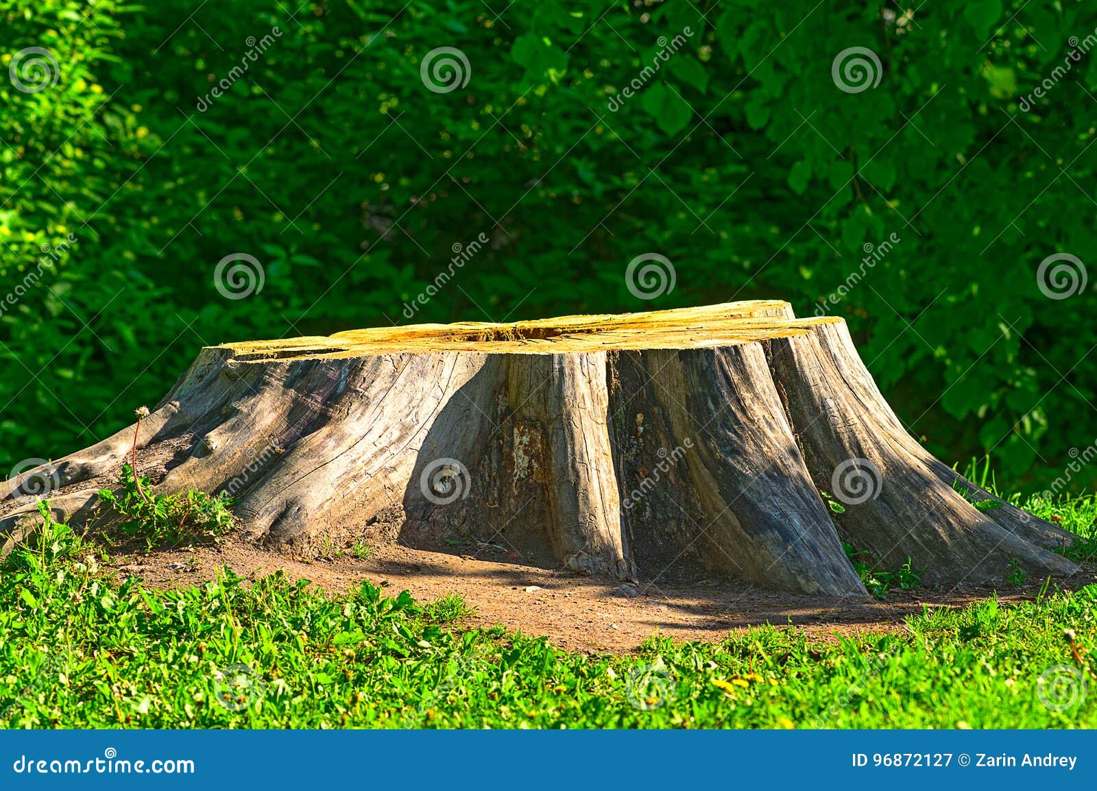 Big stump from an old tree stock image. Image of nature - 96872127