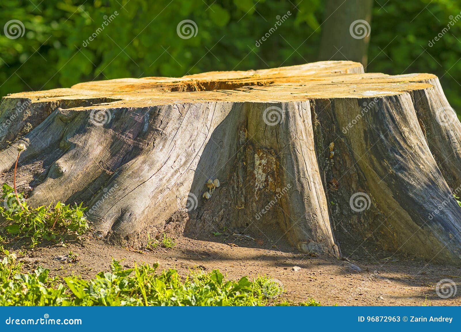 Big stump from an old tree stock image. Image of scenic - 96872963