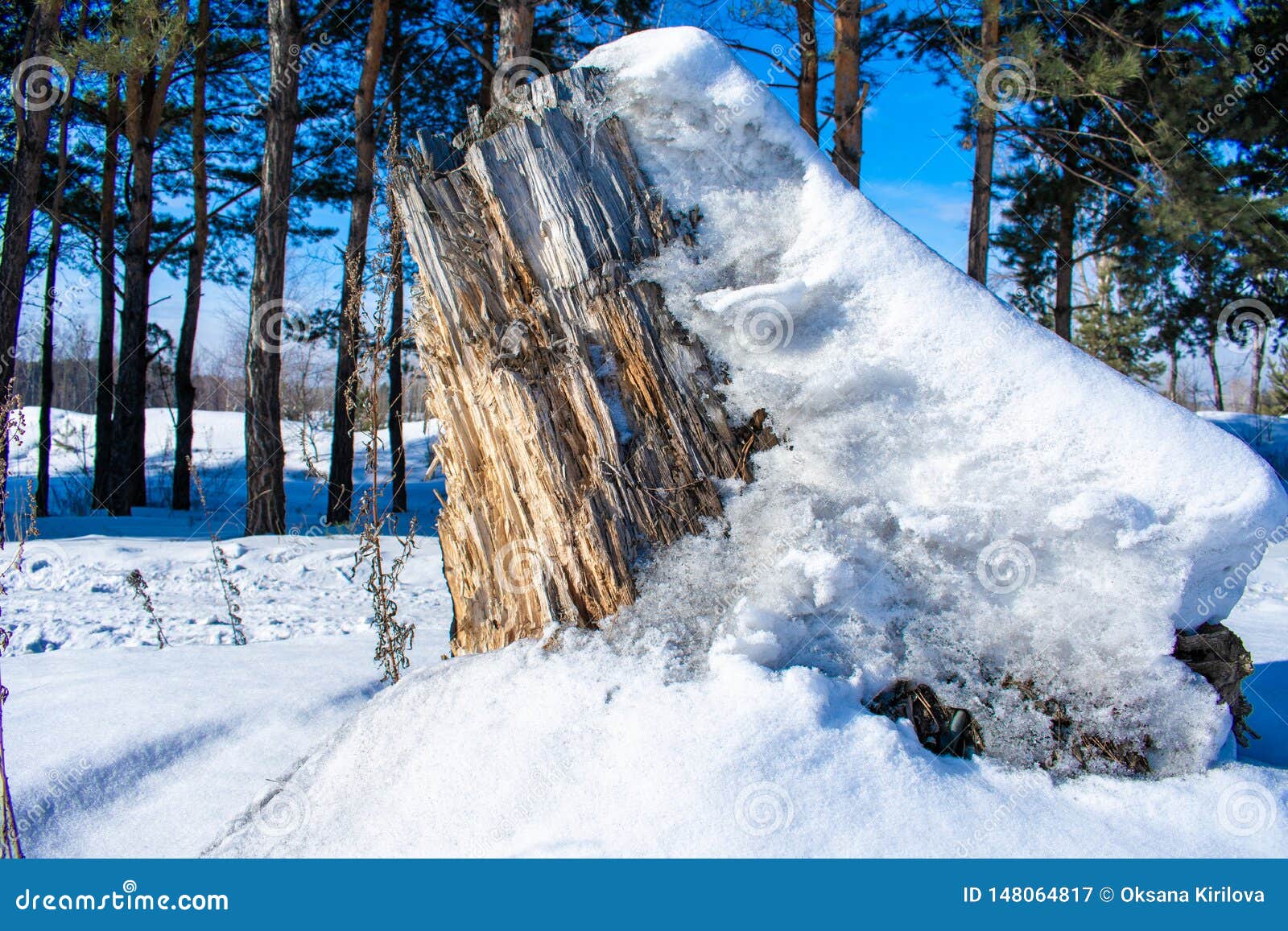 Big stump in the snow stock image. Image of snow, cold - 148064817
