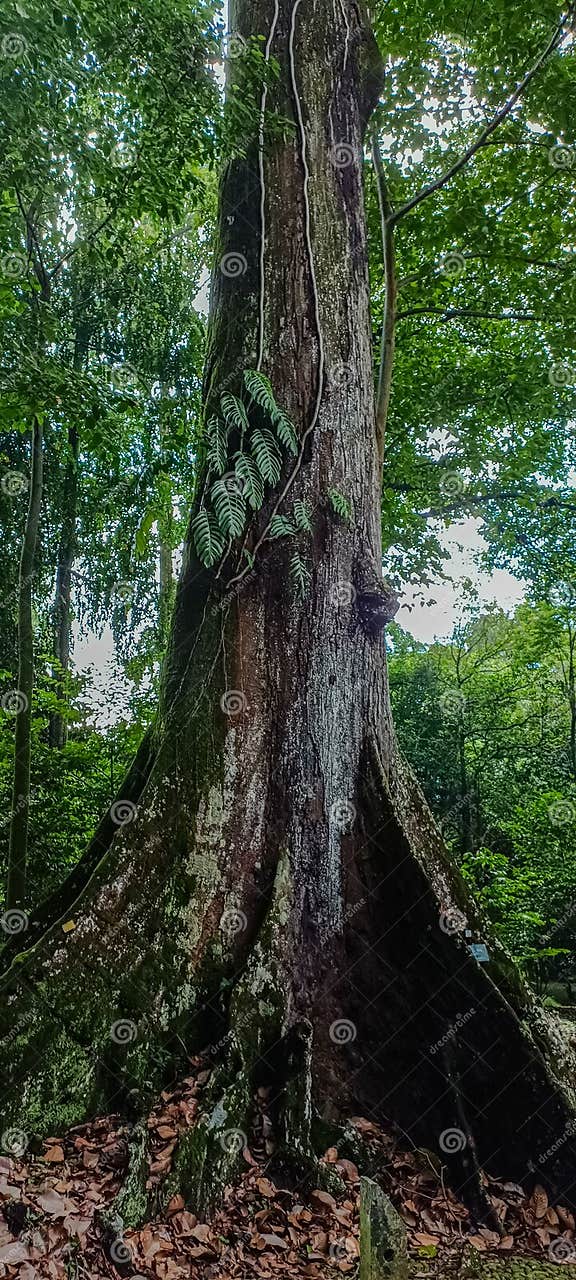 A Big, Sturdy Tree in the Middle of the Forest Stock Photo - Image of ...