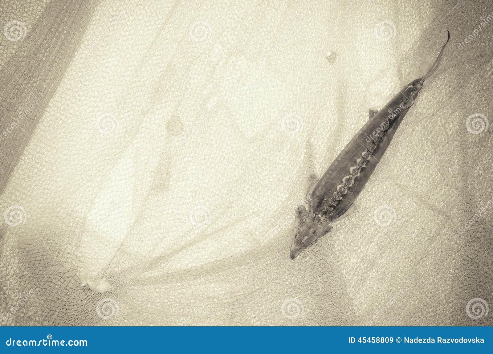 Big Sturgeon in Net stock image. Image of sturgeon, seafood - 45458809