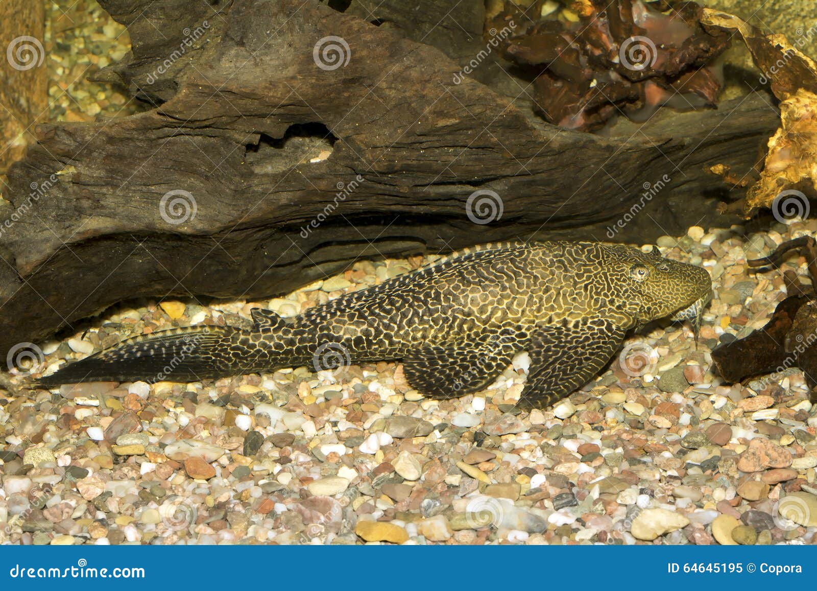 Big suckermouth catfish stock image. Image of bowl, gold - 64645195