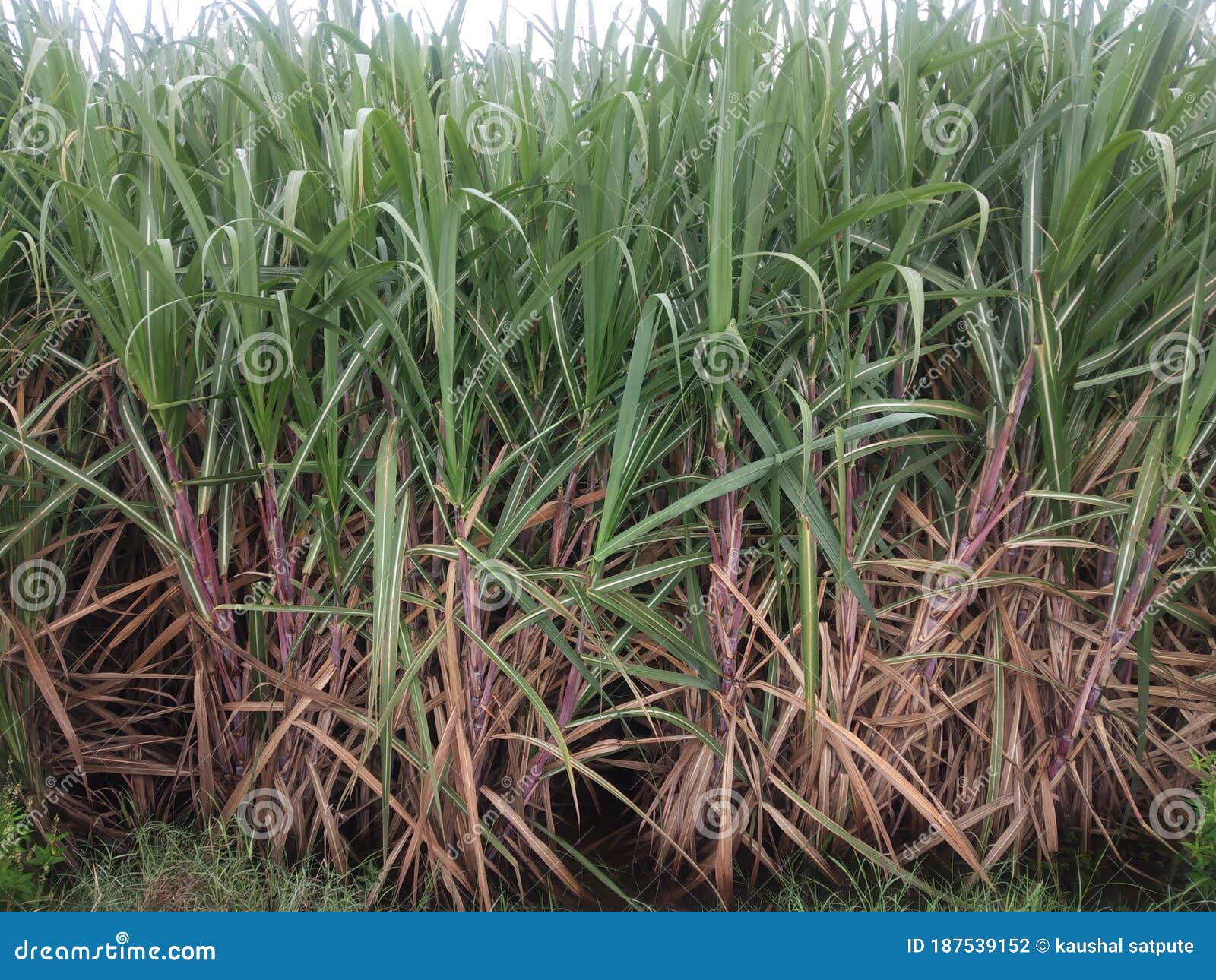 Big Sugarcane Plants / Trees Stock Photo - Image of vegetable ...