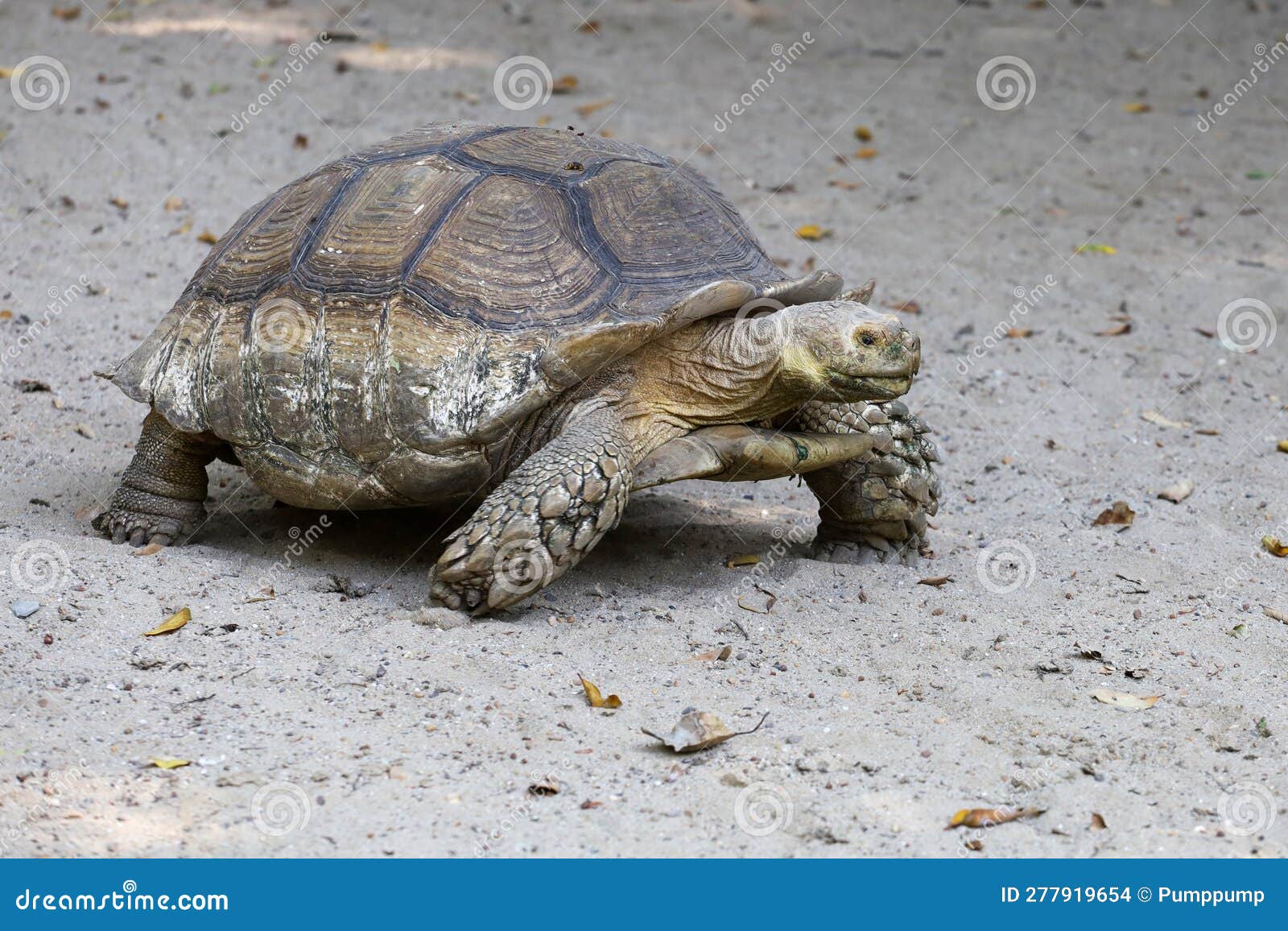 The Big Sulcata Tortoise is Walking Stock Photo - Image of pattern ...