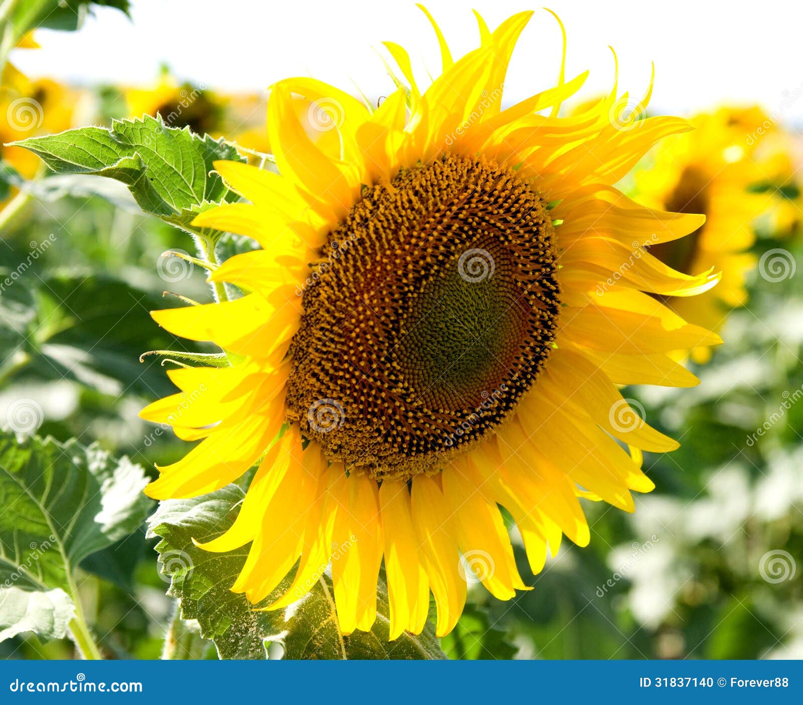 Big sun flowers field stock photo. Image of blossom, green - 31837140
