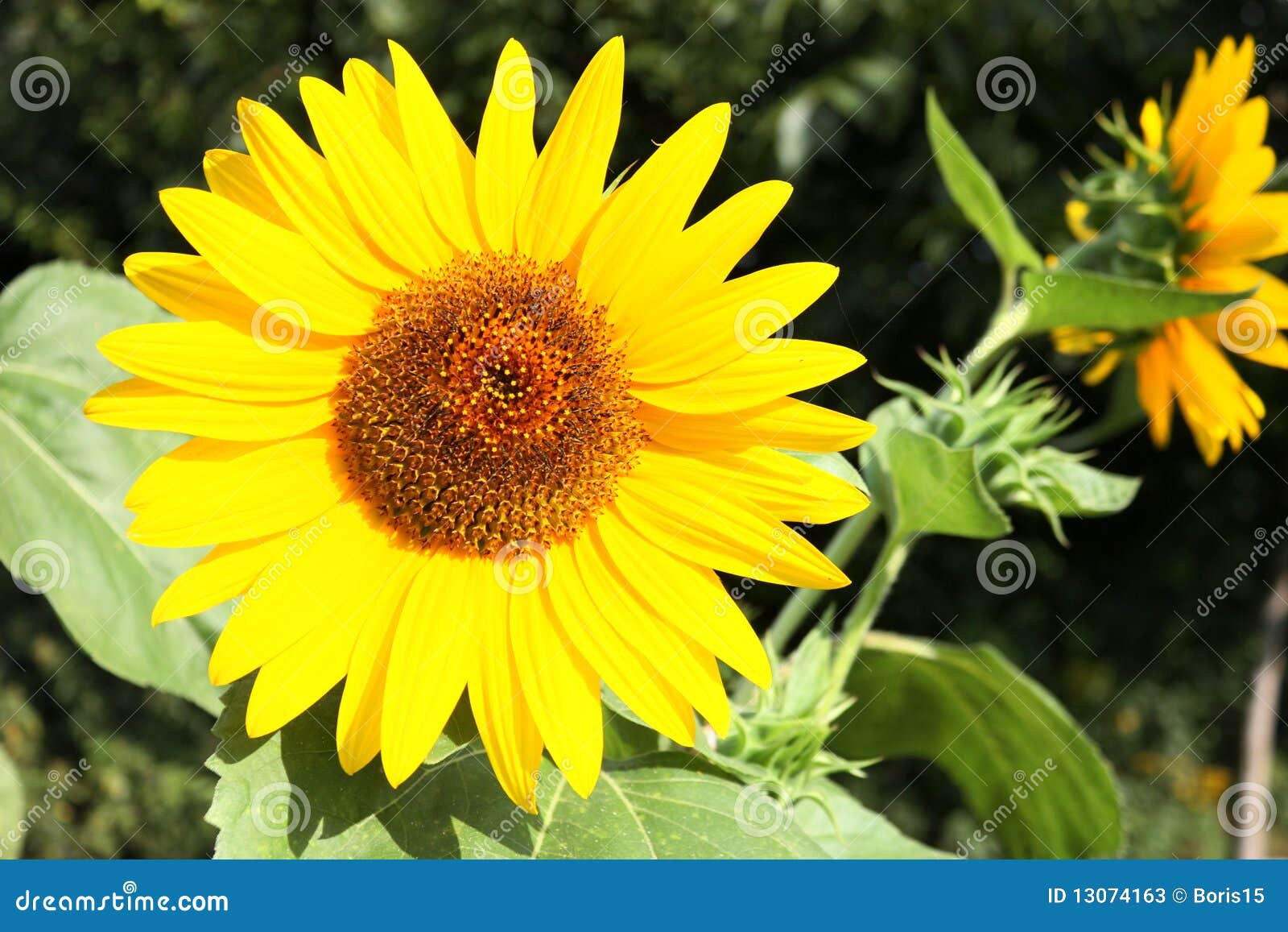 Big sunflower stock image. Image of colorful, sunflower - 13074163