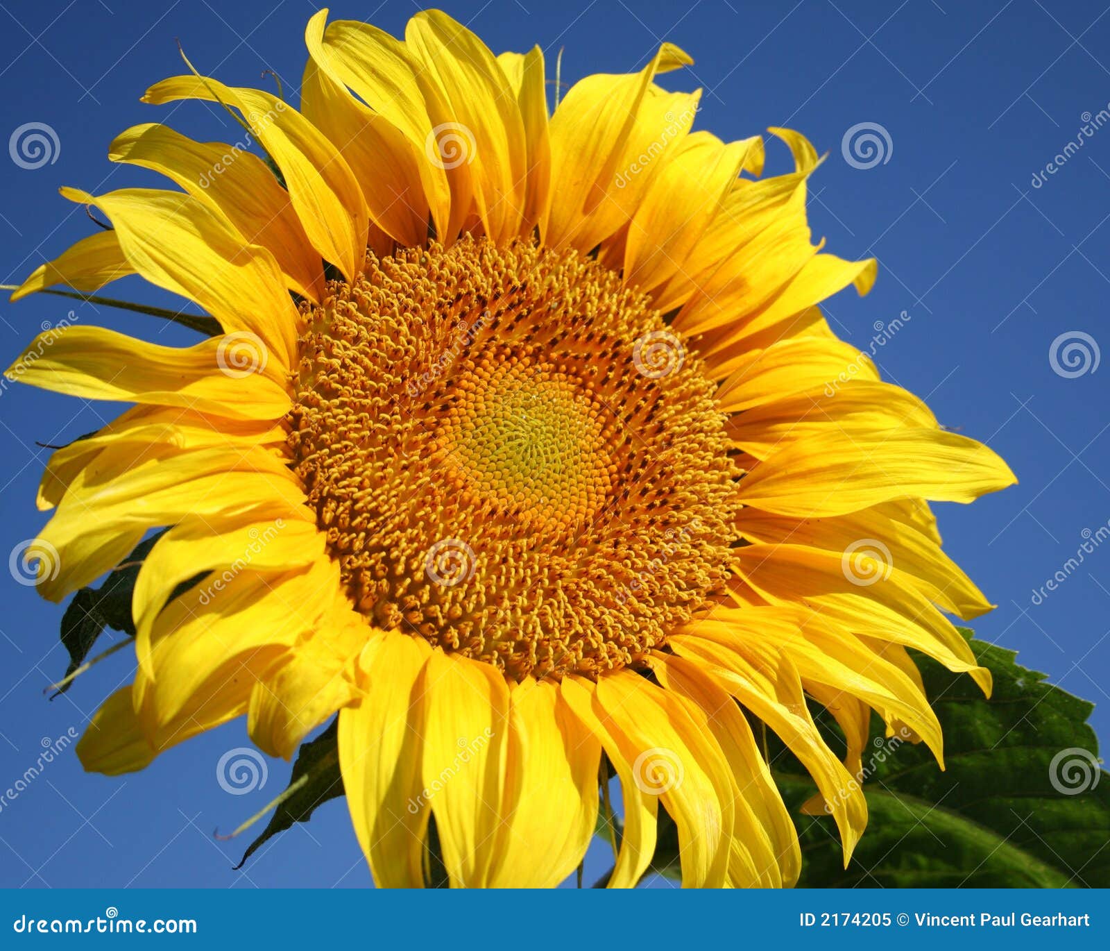 Big Sunflower stock image. Image of patern, shine, yellow - 2174205