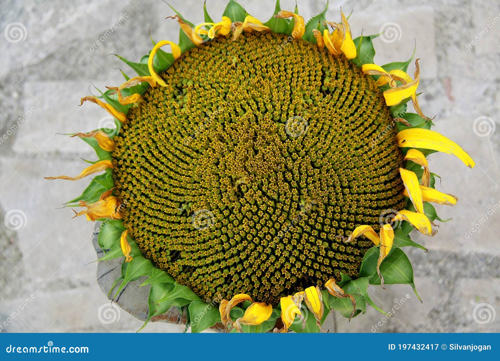 Big Sunflower Full of Seeds Stock Image - Image of field, harvest ...