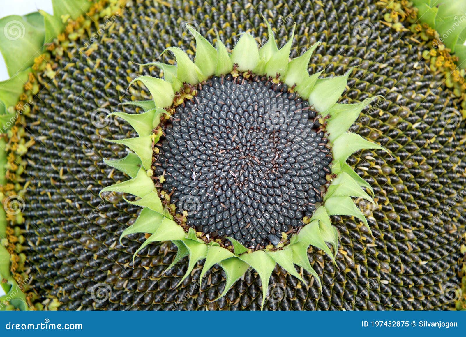 Big Sunflower Full of Seeds Stock Image - Image of yellow, food: 197432875