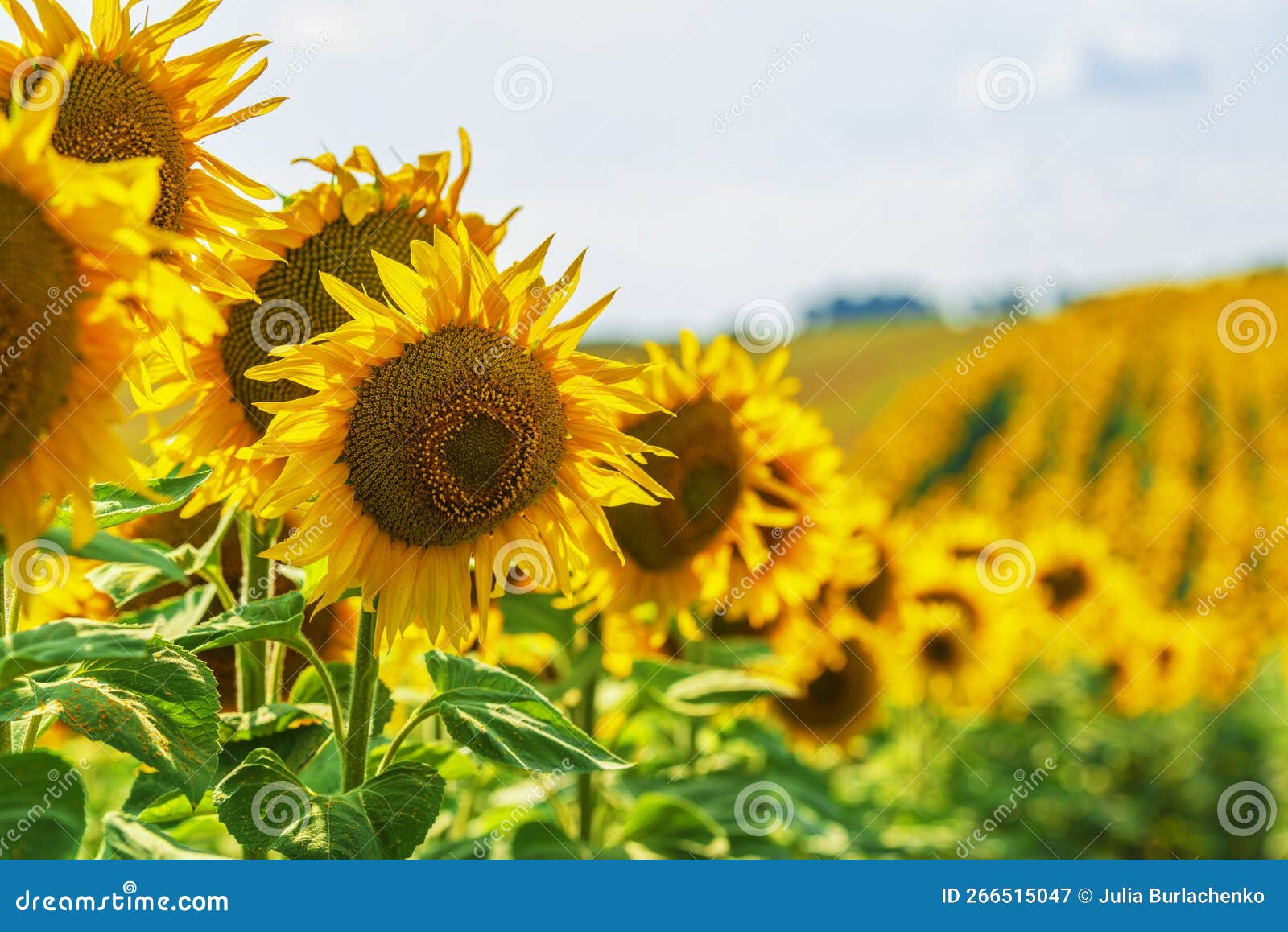 Big Sunflower Heads on the Field Stock Image - Image of beauty, bright ...