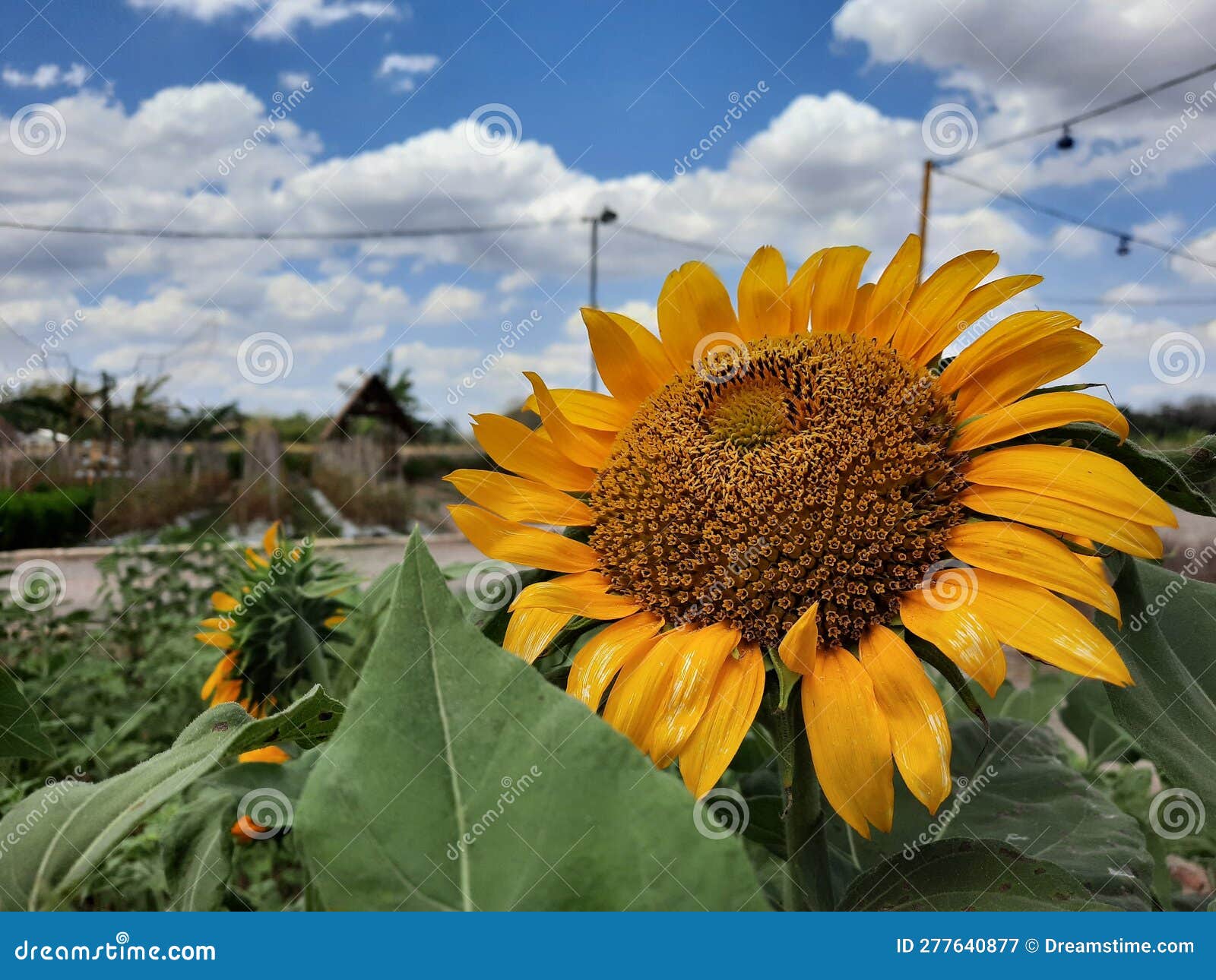 A Big Sunflower on a Shiny Day Stock Image - Image of natures ...