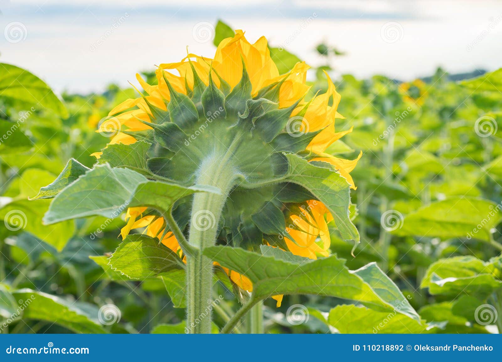 Big Sunflower Turns To the Sun. Back View of the Flower Stock Photo ...