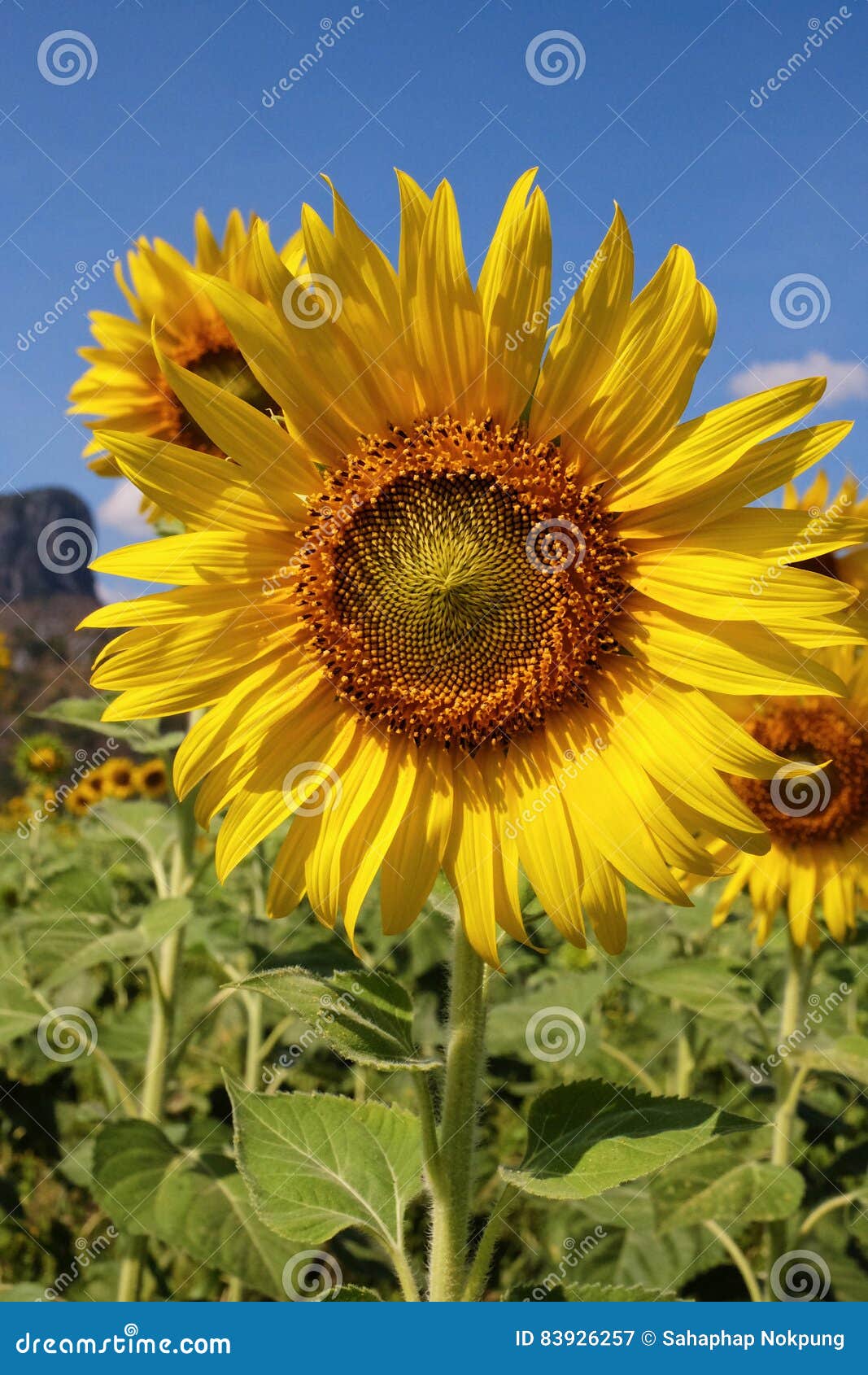 Big Sunflower stock image. Image of sunflower, asterales - 83926257