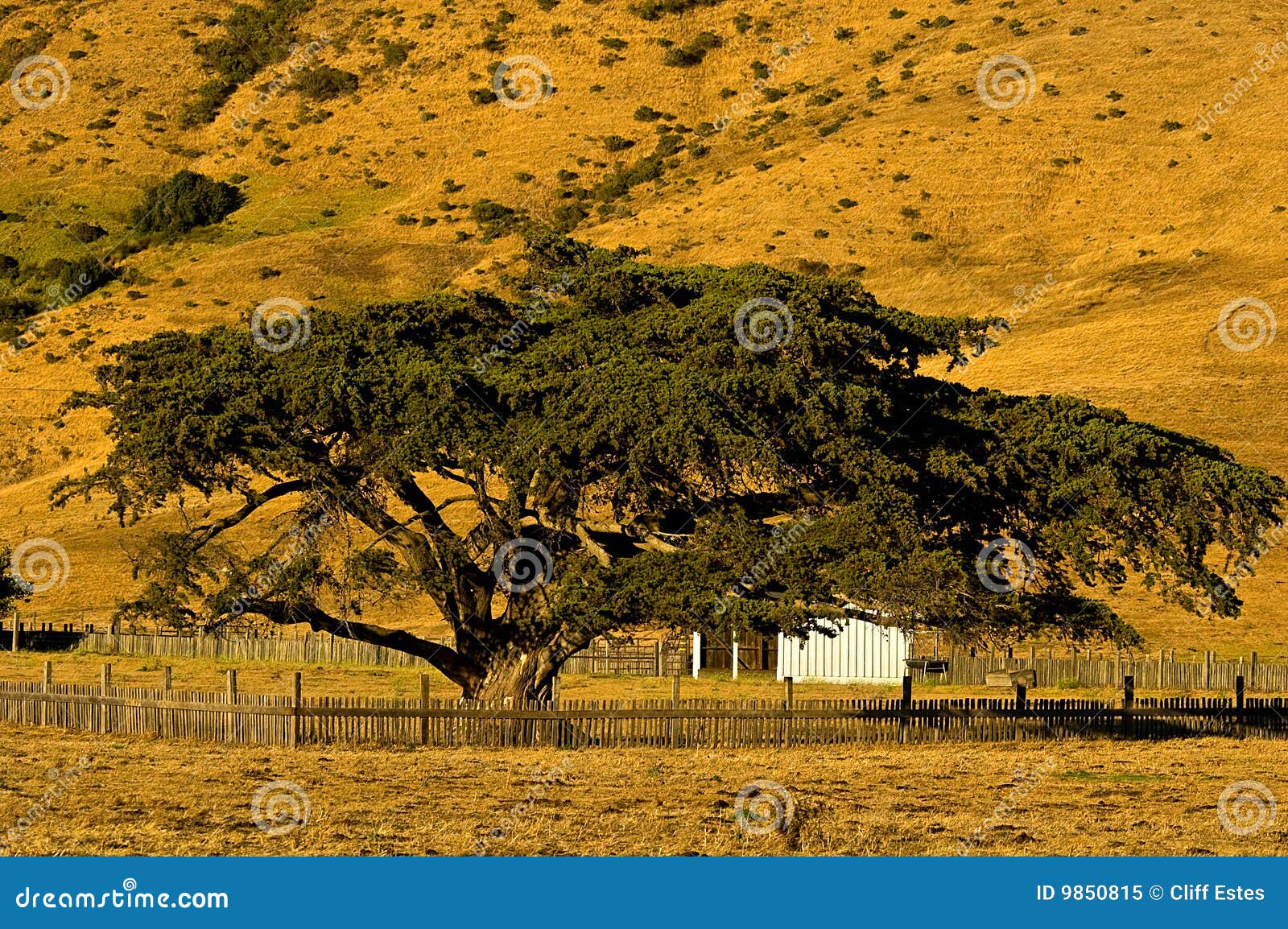 Big Sur Cypress Tree stock image. Image of tree, fence - 9850815