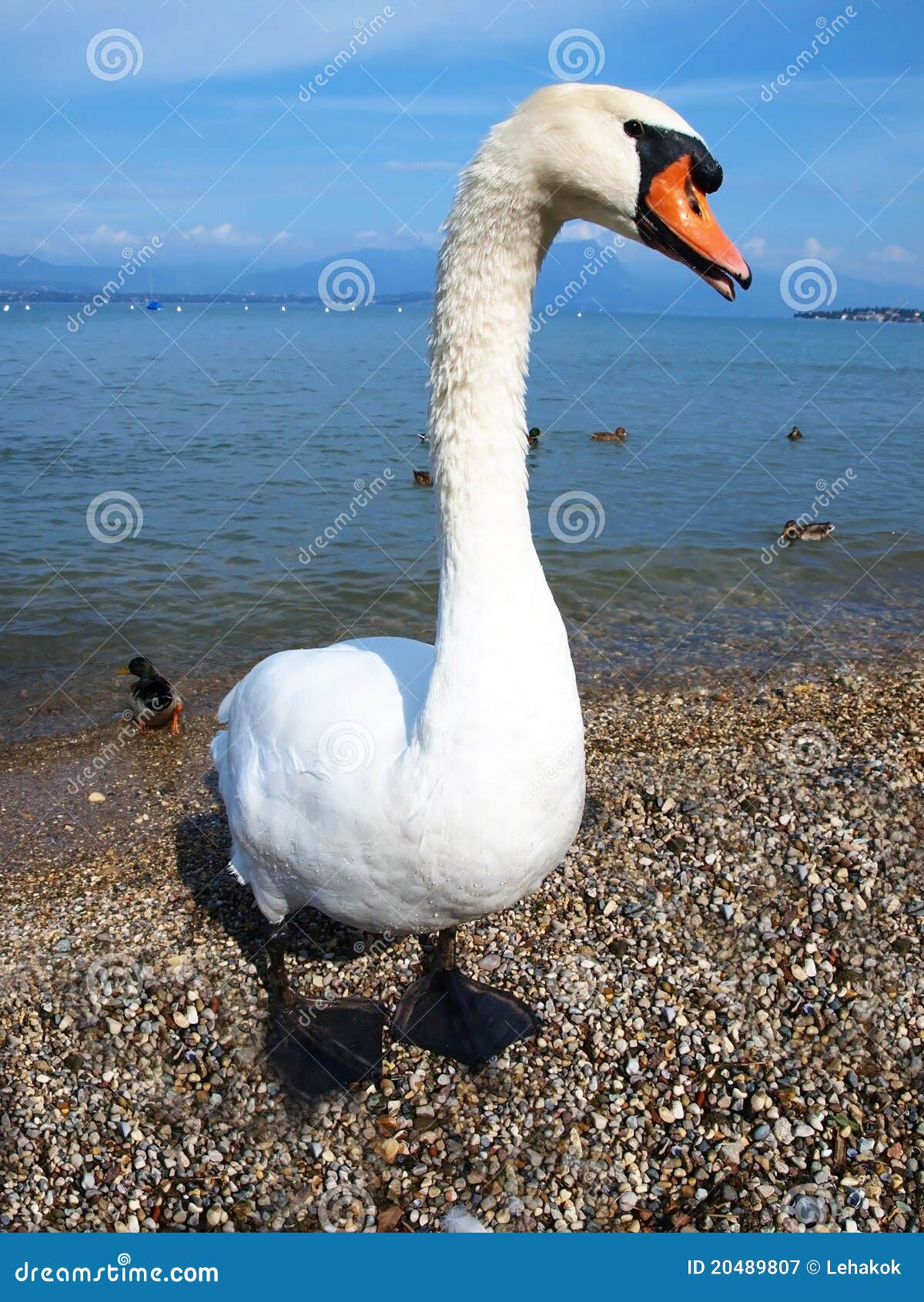 Big swan stock image. Image of duck, funny, swan, animal - 20489807