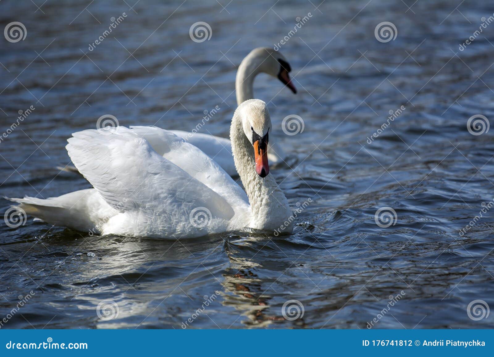 Big swan in the lake stock photo. Image of elegance - 176741812