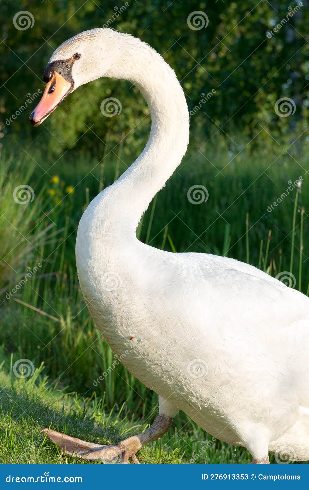 Big swan male is walking stock image. Image of fluffy - 276913353
