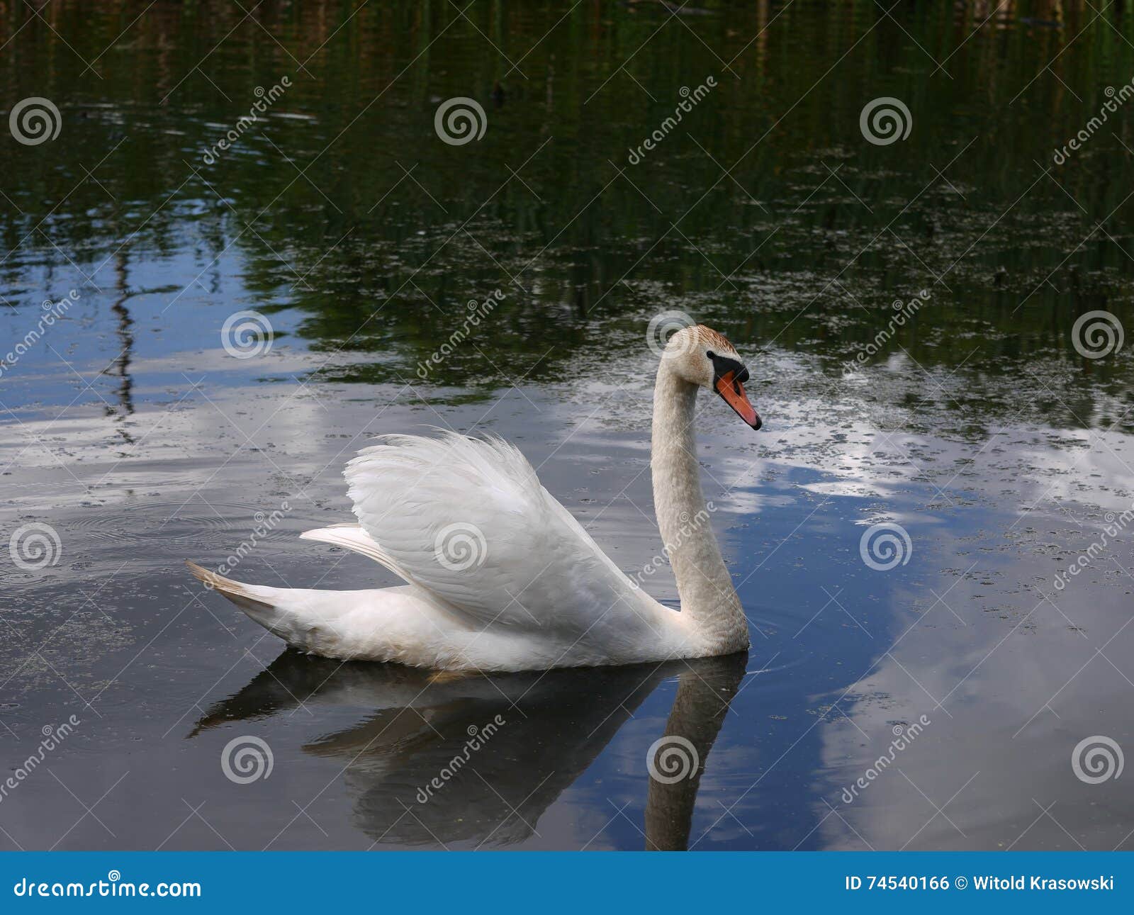 Big swan stock photo. Image of beauty, mirror, graceful - 74540166