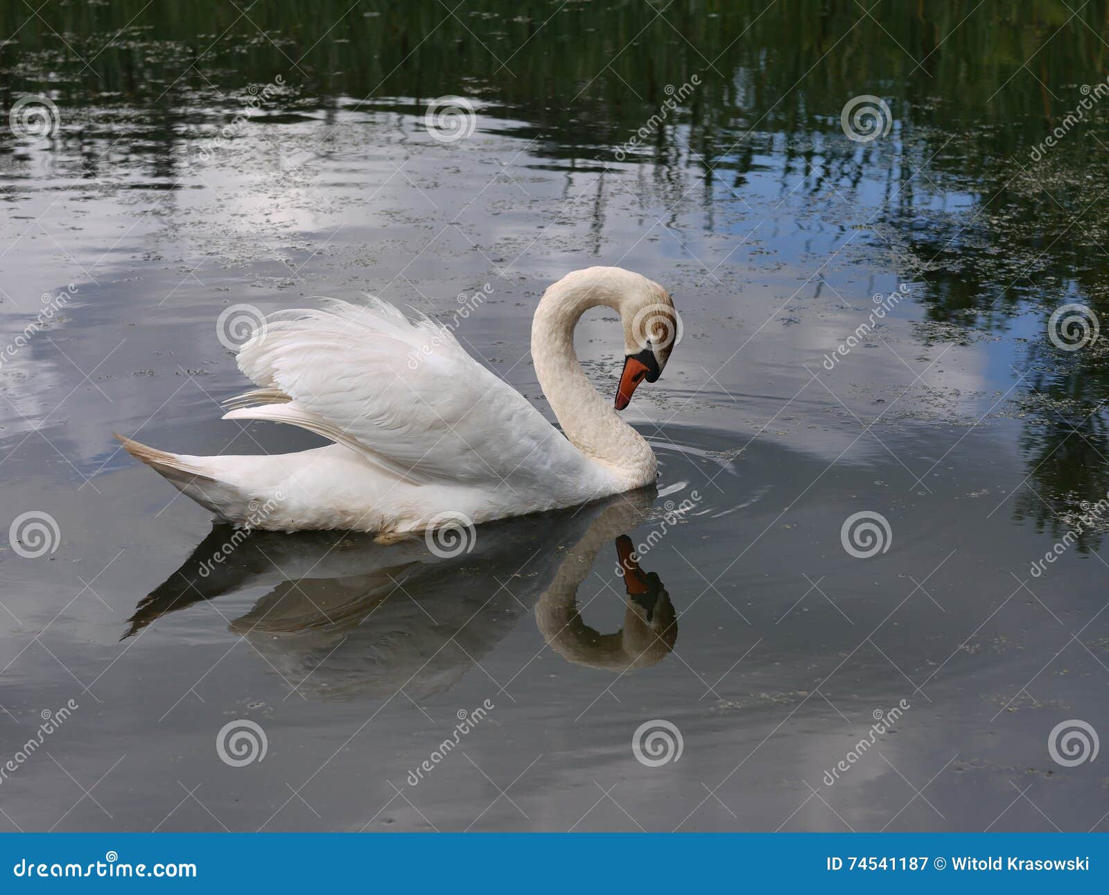 Big swan stock image. Image of ripple, feathers, plumage - 74541187