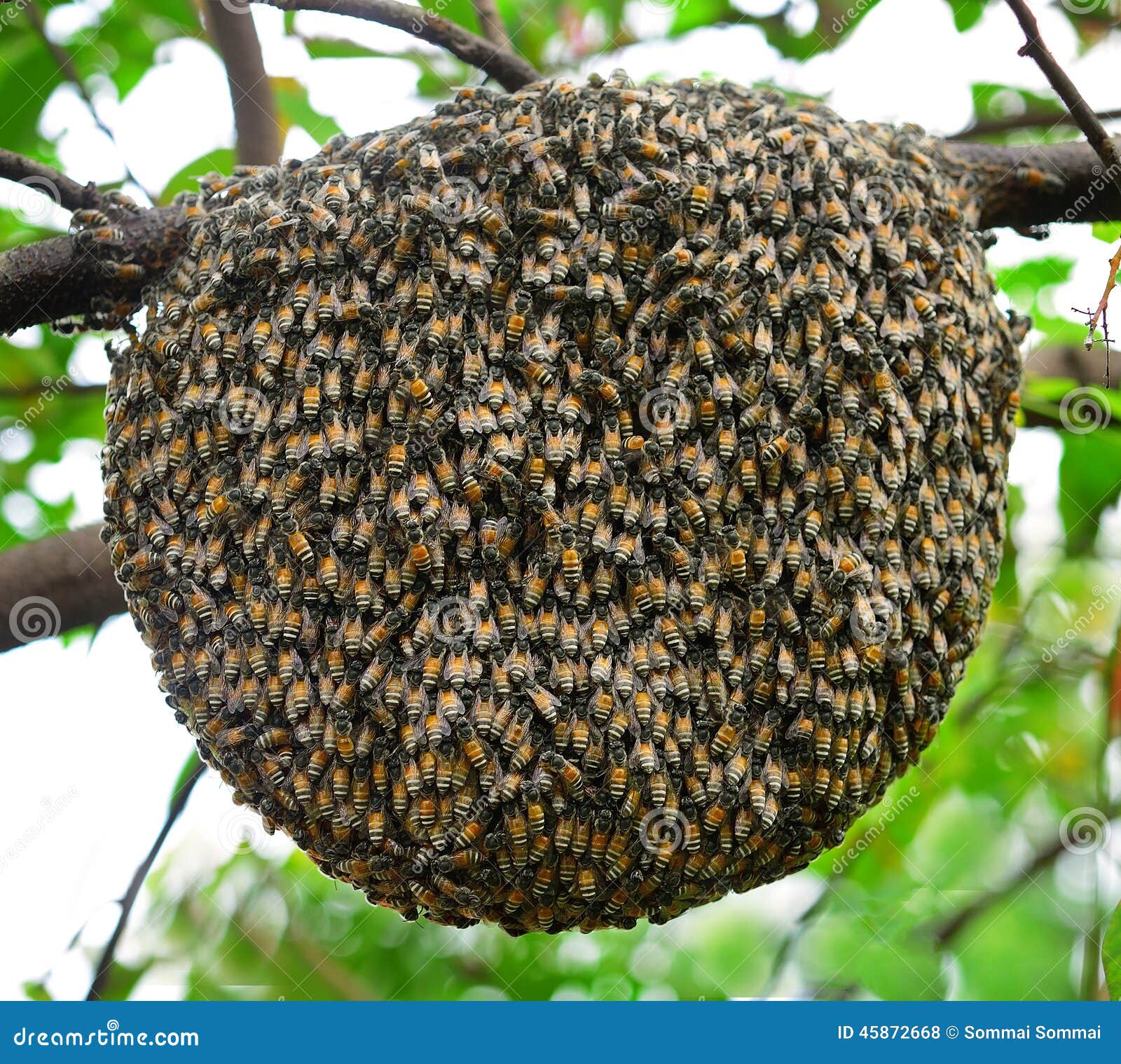 Big swarm bee on tree stock photo. Image of fruit, bees - 45872668