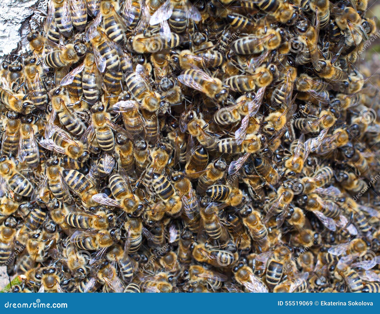 Big swarm of bees stock image. Image of black, beeswax - 55519069